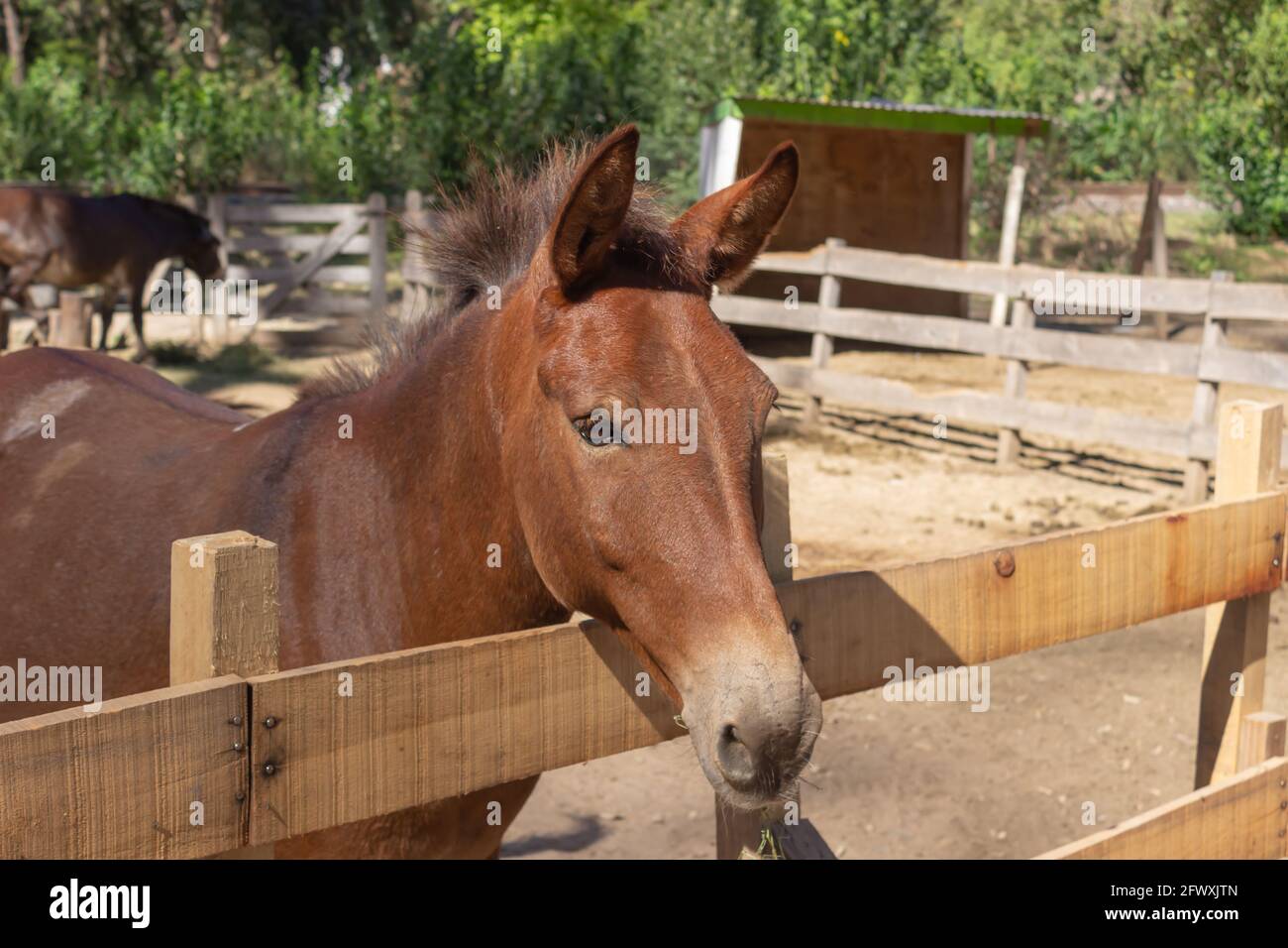 Brown horse (equus ferus) in the farm Stock Photo - Alamy