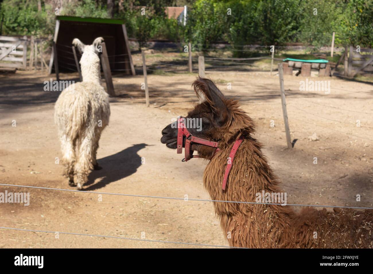 LLamas (lama glama) in the farm Stock Photo - Alamy
