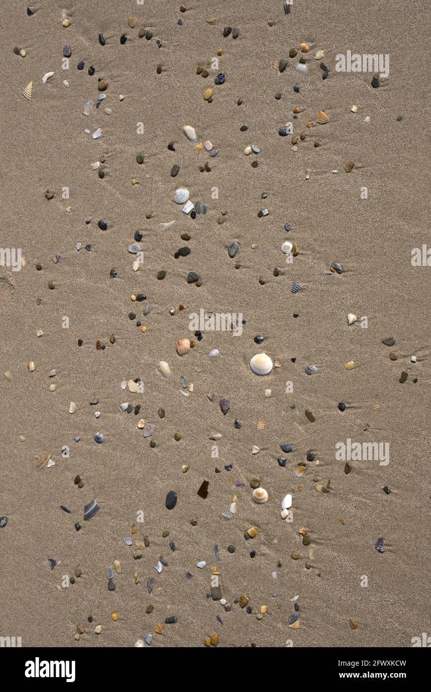 Small shells on a beach on the Gold Coast in Australia Stock Photo - Alamy