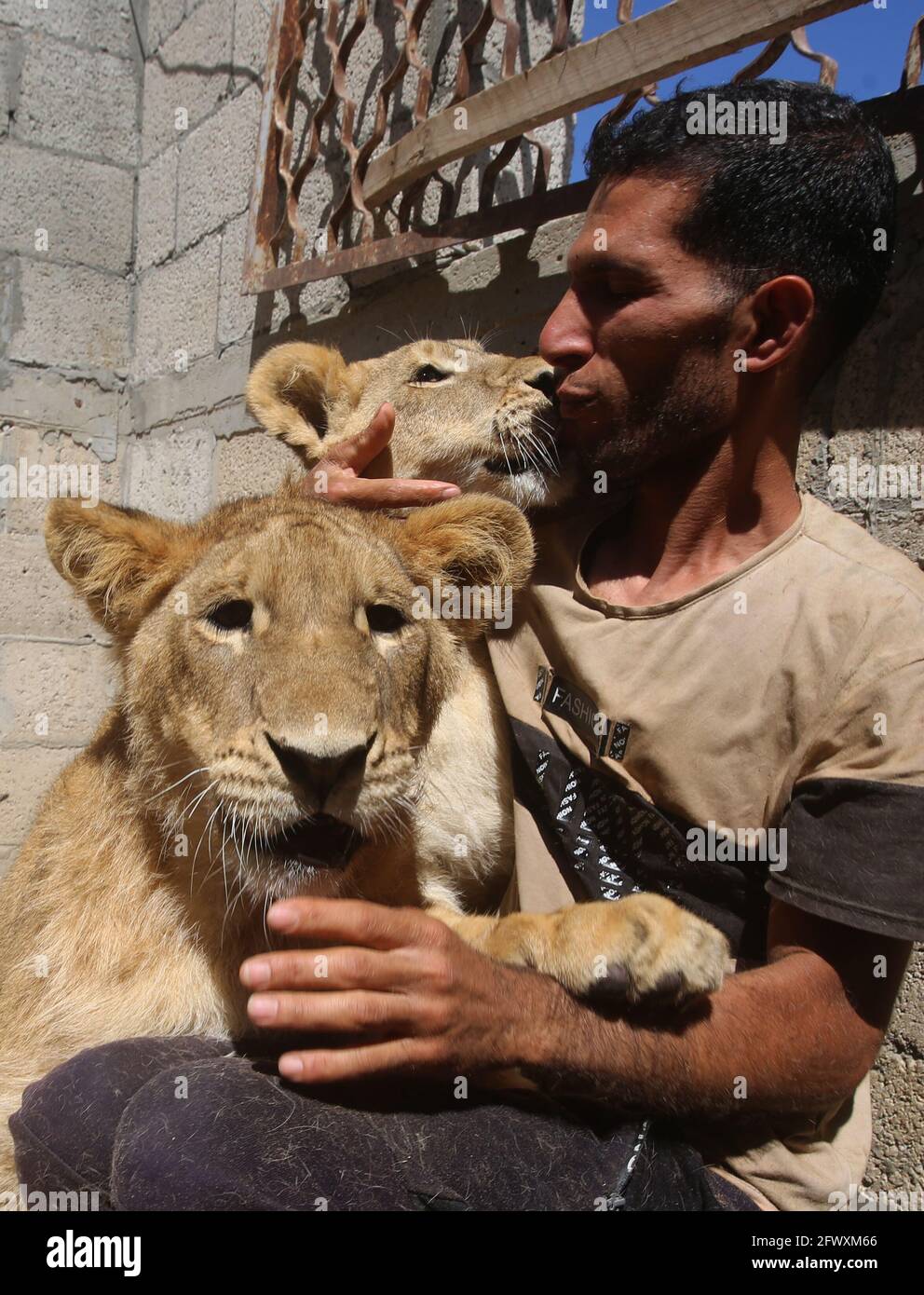 Gaza. 24th May, 2021. A Palestinian plays with pet lion cubs on a house ...