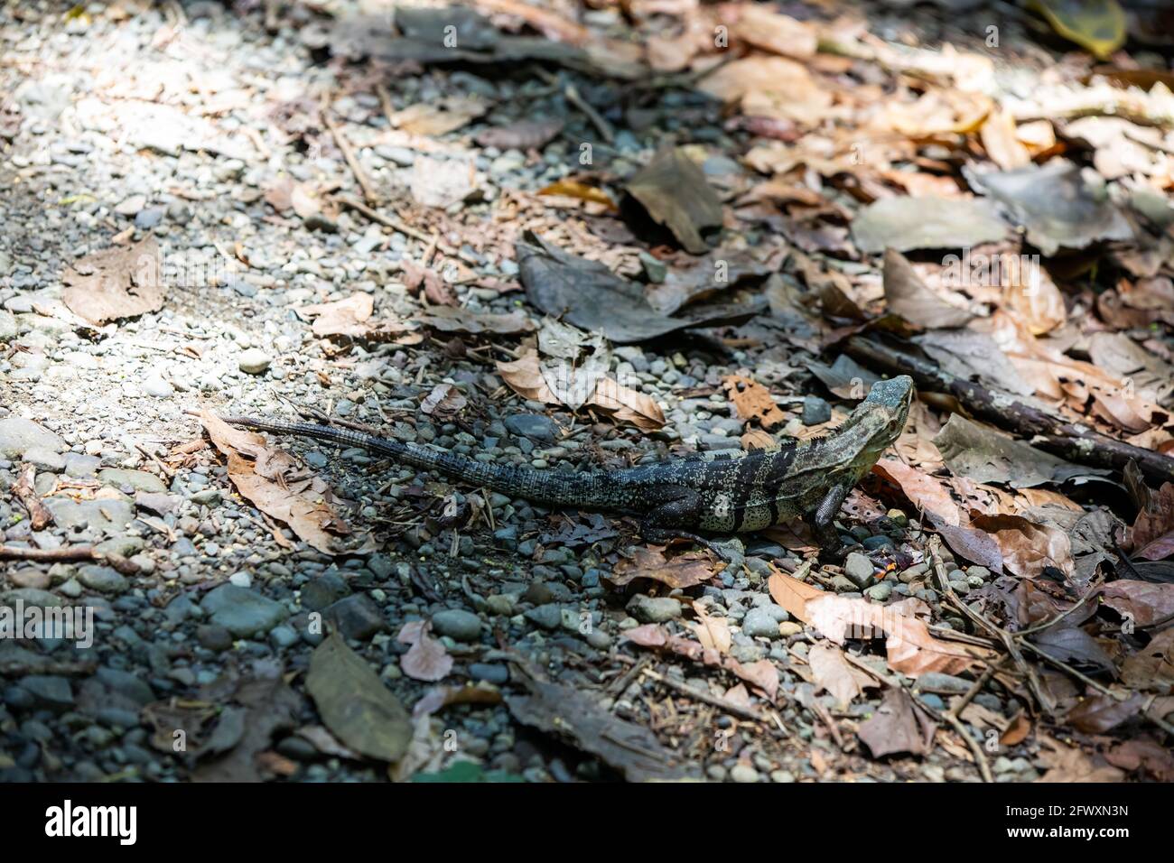 Ctenosaura similis, commonly known as the black spiny-tailed iguana ...
