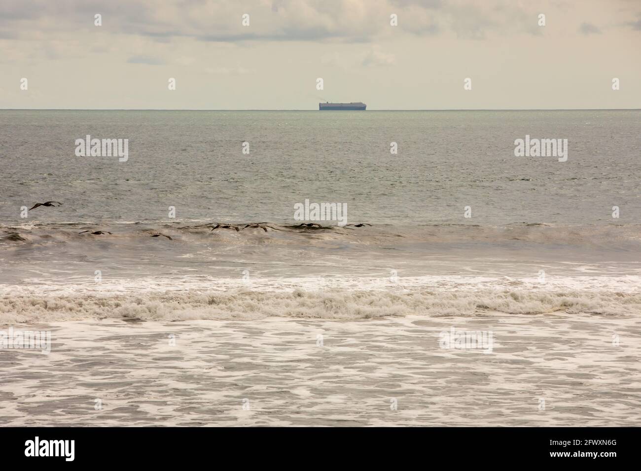 A brown pelican (Pelecanus occidentalis) pod or brief over the blue sky ...