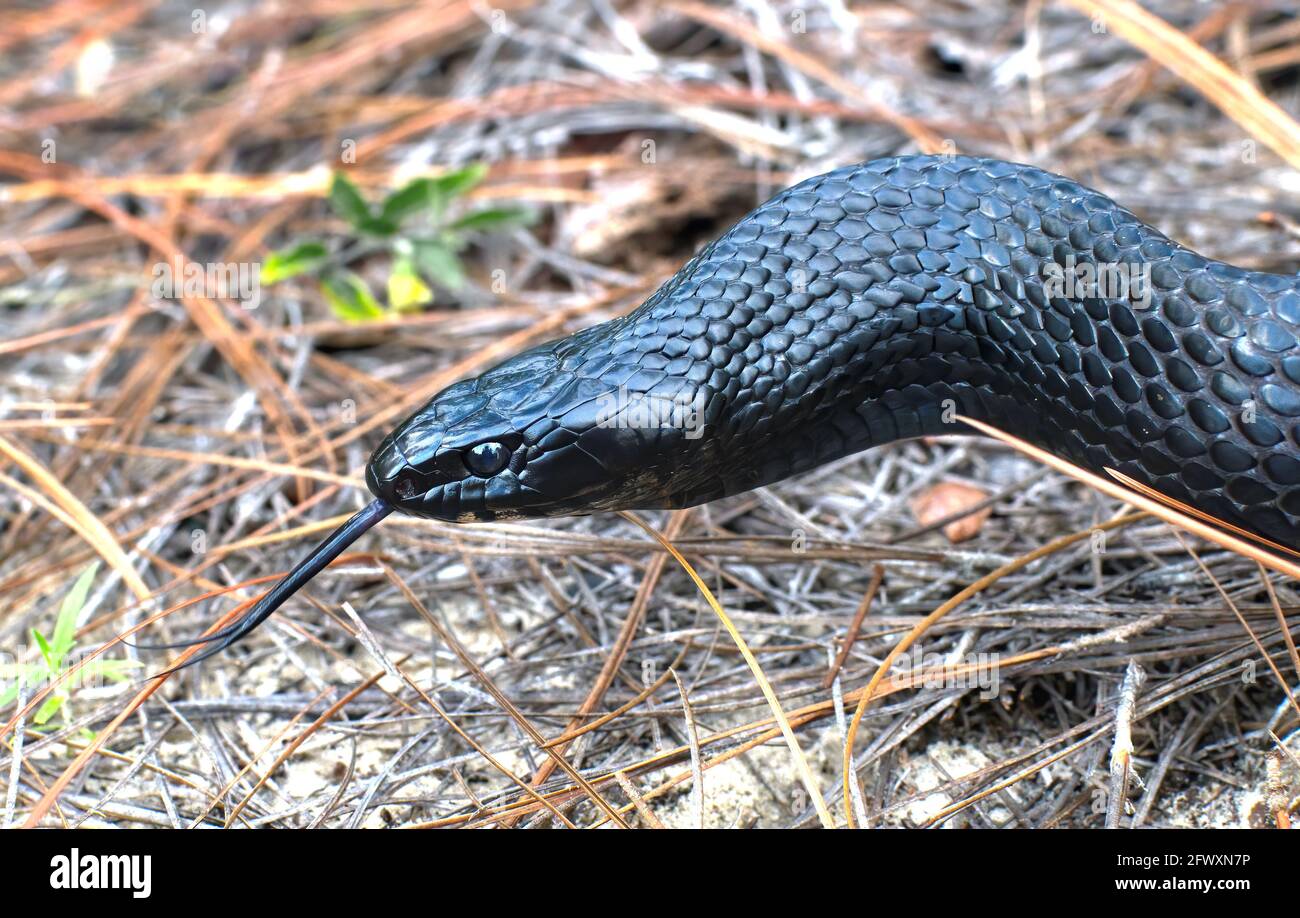 Adult indigo snake hi-res stock photography and images - Alamy