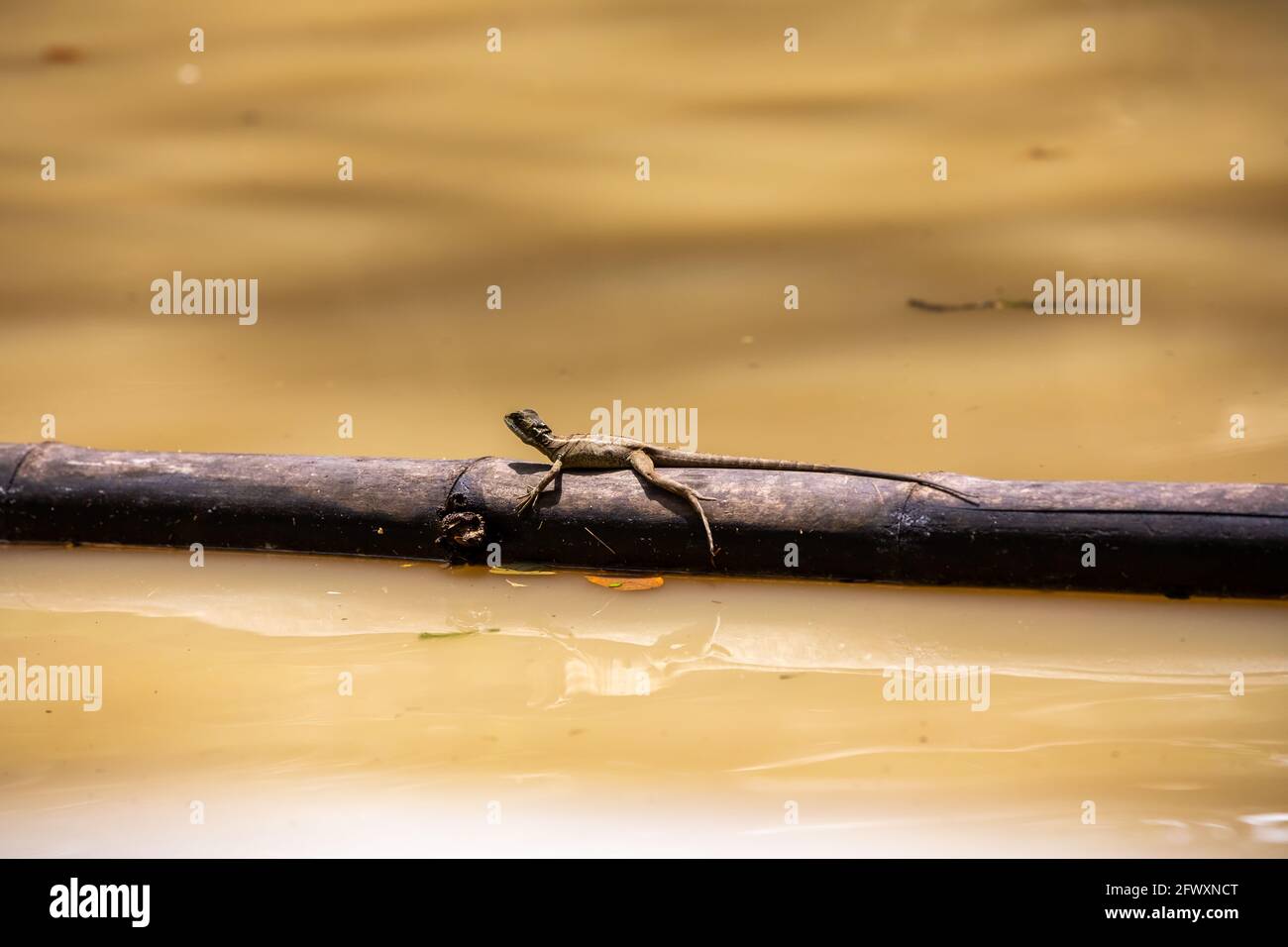 Common basilisk (Basiliscus basiliscus) or Jesus Christ lizard, Jesus ...