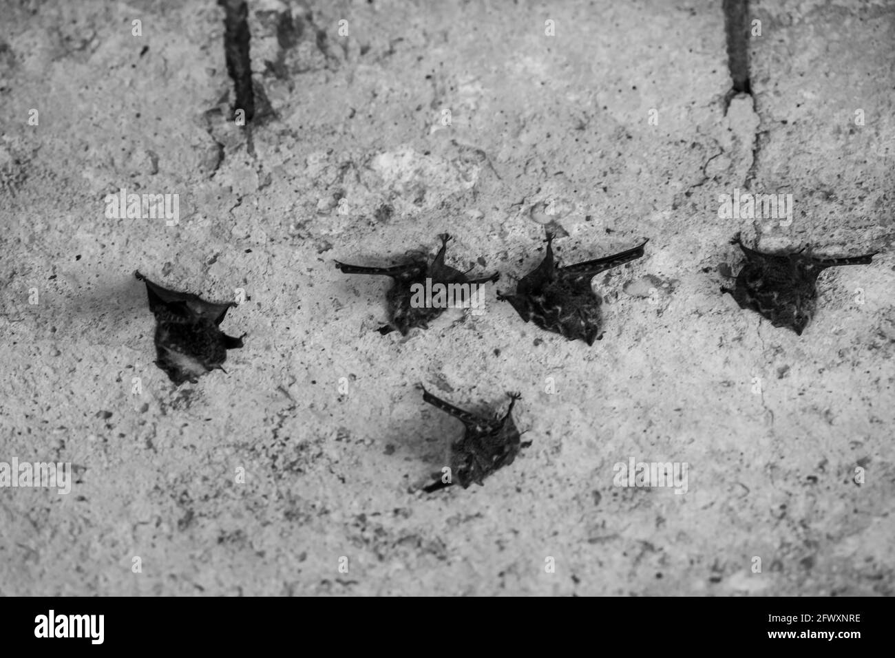 The proboscis bat (Rhynchonycteris naso) known as (Brazilian) long ...