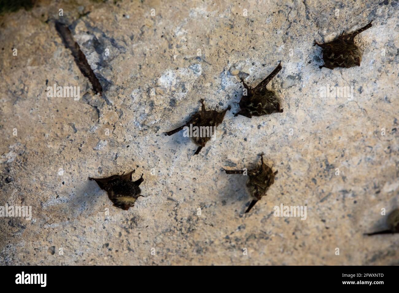 The proboscis bat (Rhynchonycteris naso) known as (Brazilian) long ...