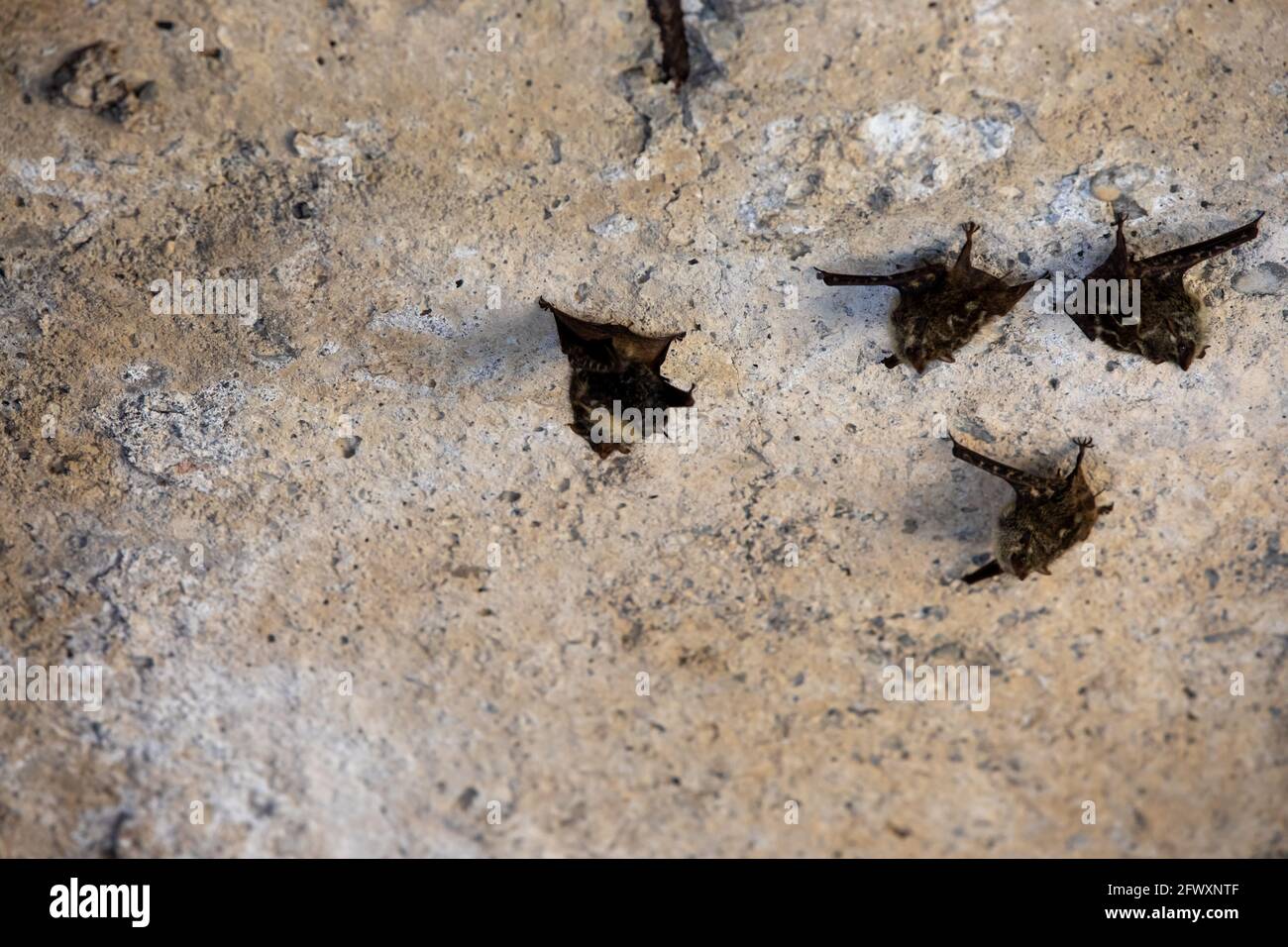 The proboscis bat (Rhynchonycteris naso) known as (Brazilian) long ...