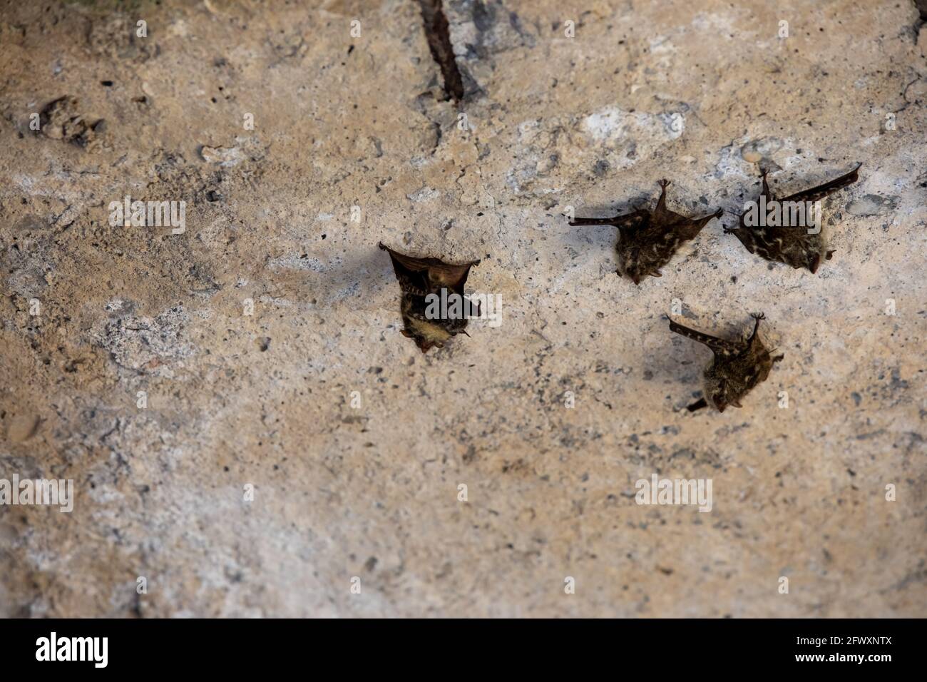 The proboscis bat (Rhynchonycteris naso) known as (Brazilian) long ...