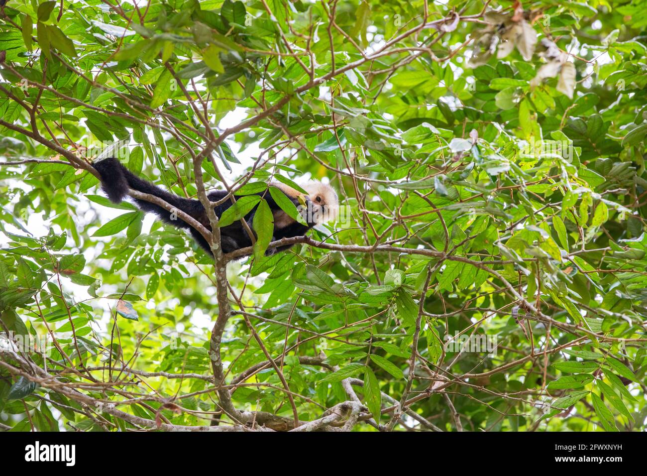 The Panamanian white-faced capuchin (Cebus imitator), also known as the ...