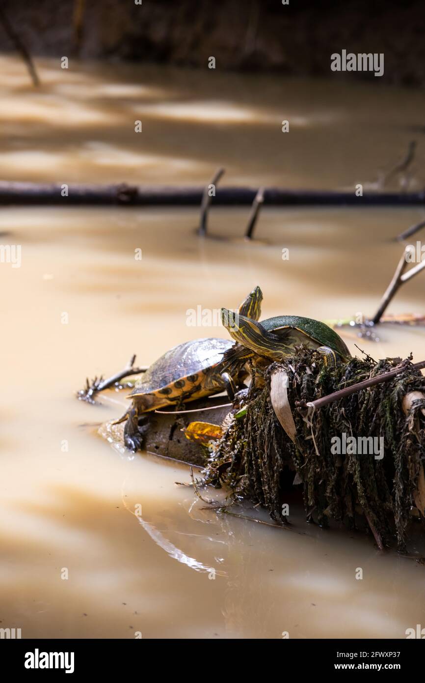 Fresh water soft-shell turtles in the mangrove forest of Damas Island ...