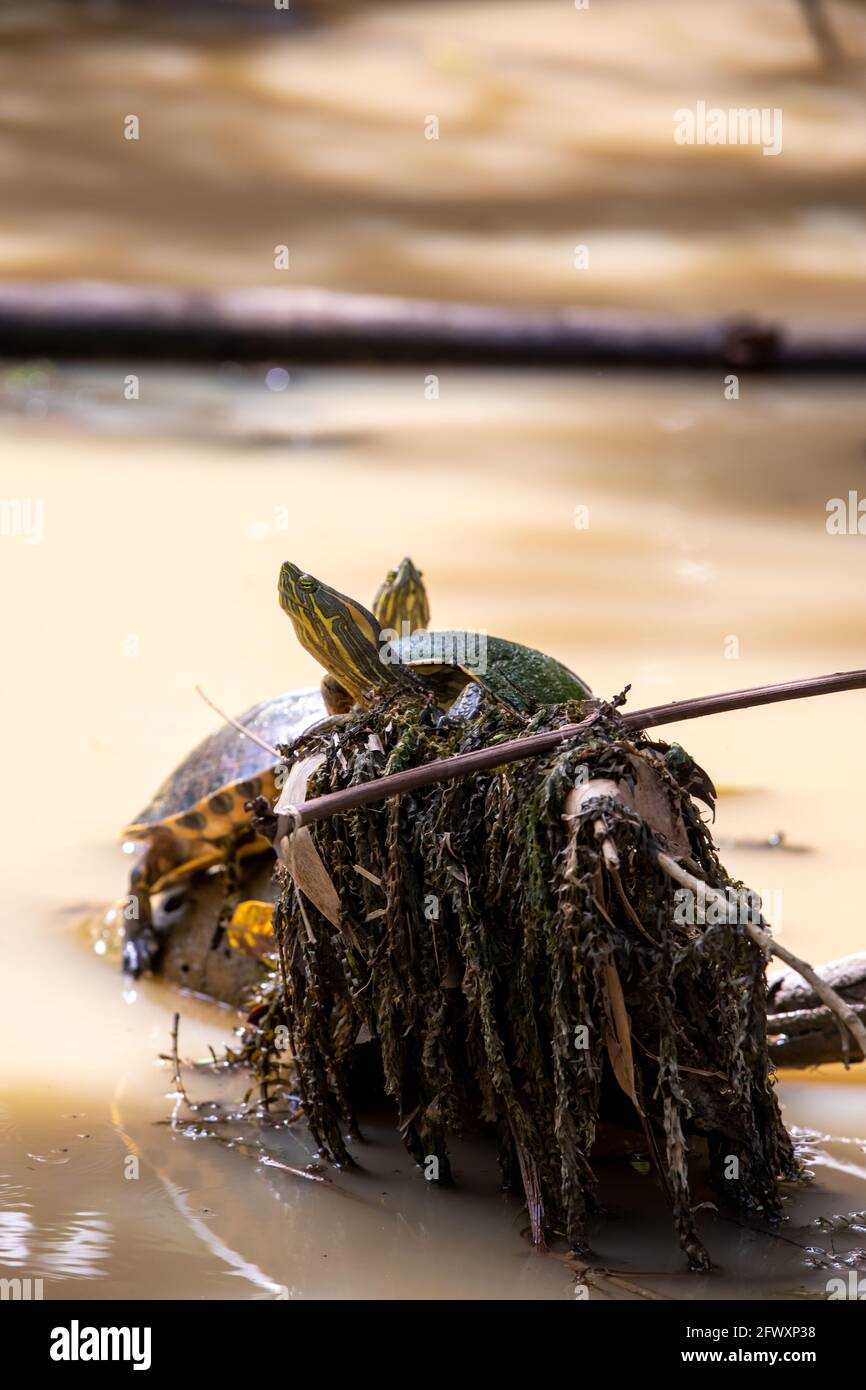 Fresh water soft-shell turtles in the mangrove forest of Damas Island ...