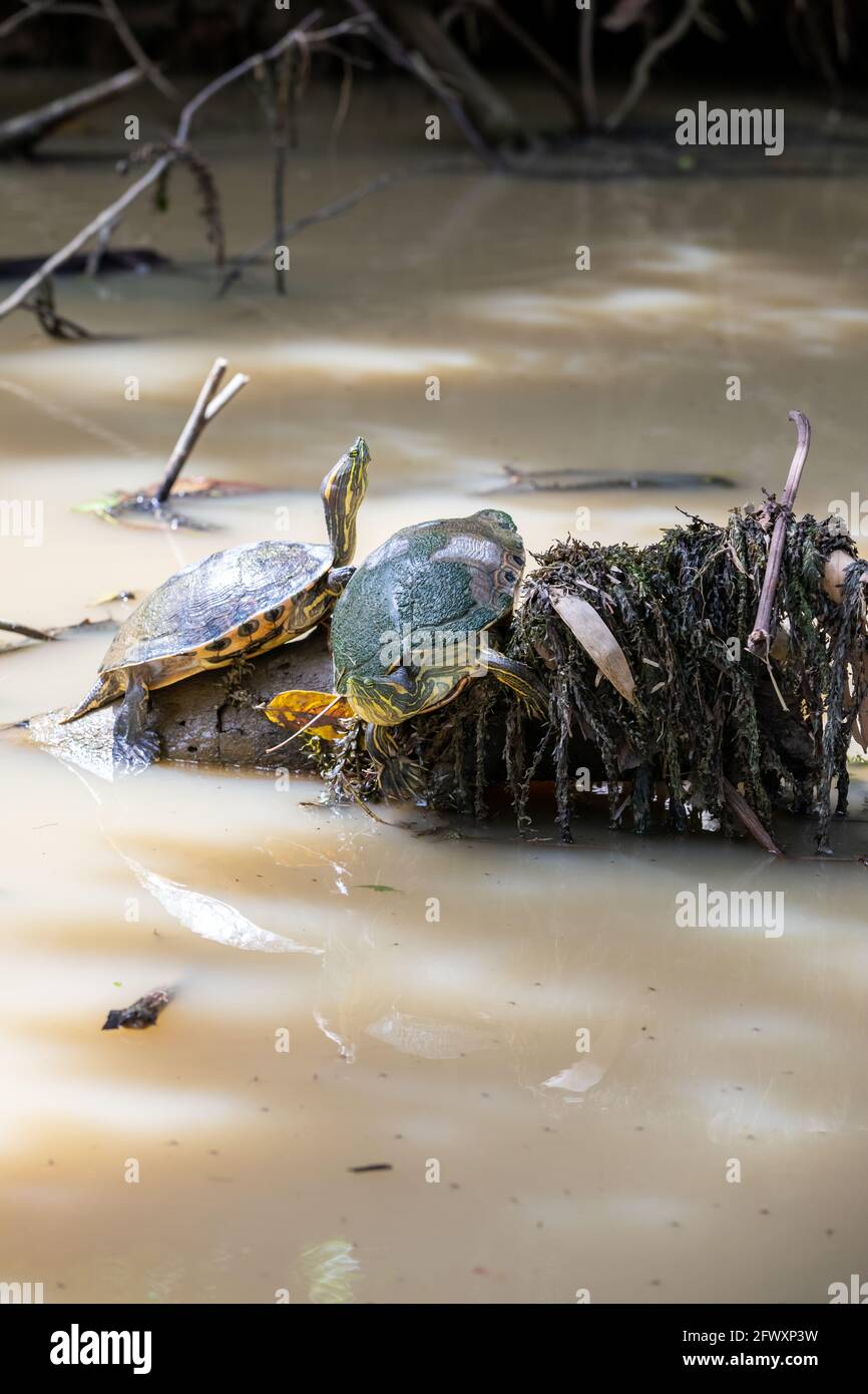 Fresh water soft-shell turtles in the mangrove forest of Damas Island ...