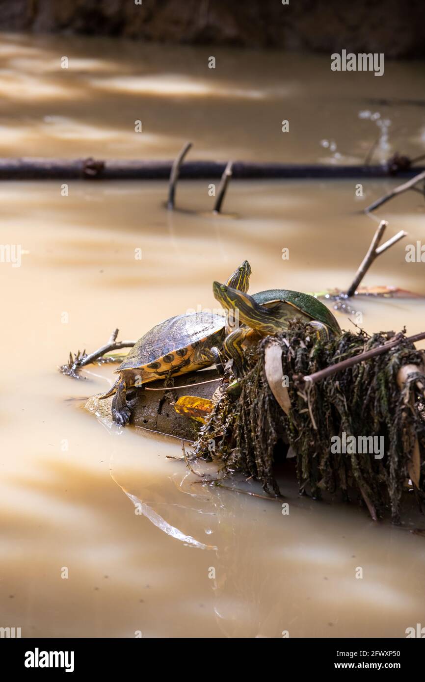 Fresh water soft-shell turtles in the mangrove forest of Damas Island ...