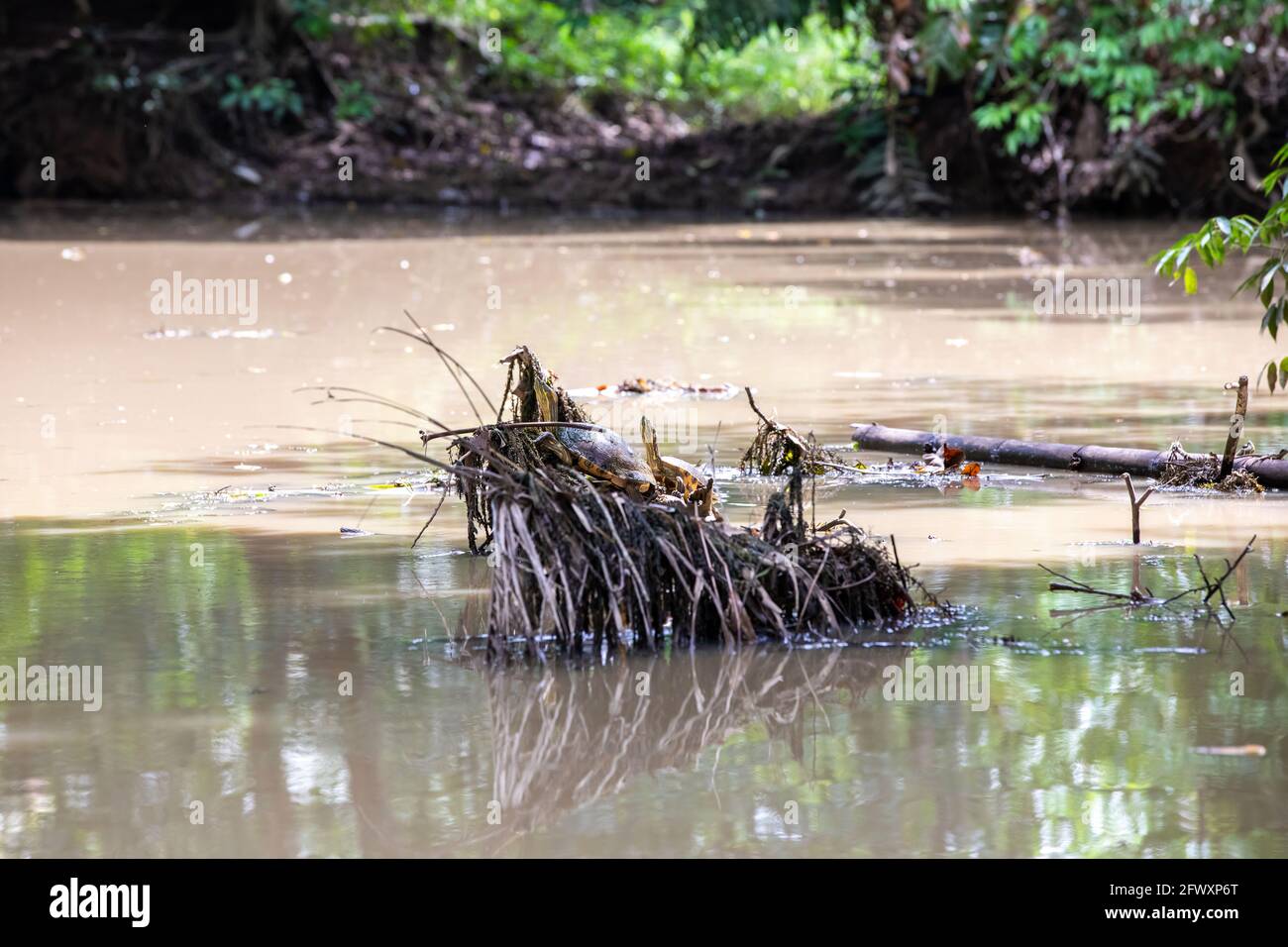 Fresh water soft-shell turtles in the mangrove forest of Damas Island ...