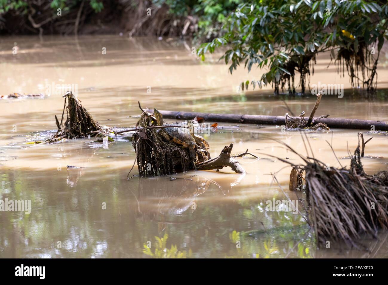 Fresh water soft-shell turtles in the mangrove forest of Damas Island ...