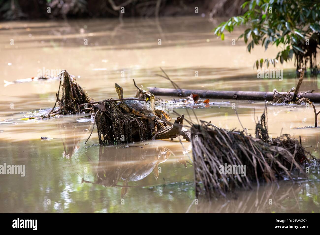 Fresh water soft-shell turtles in the mangrove forest of Damas Island ...