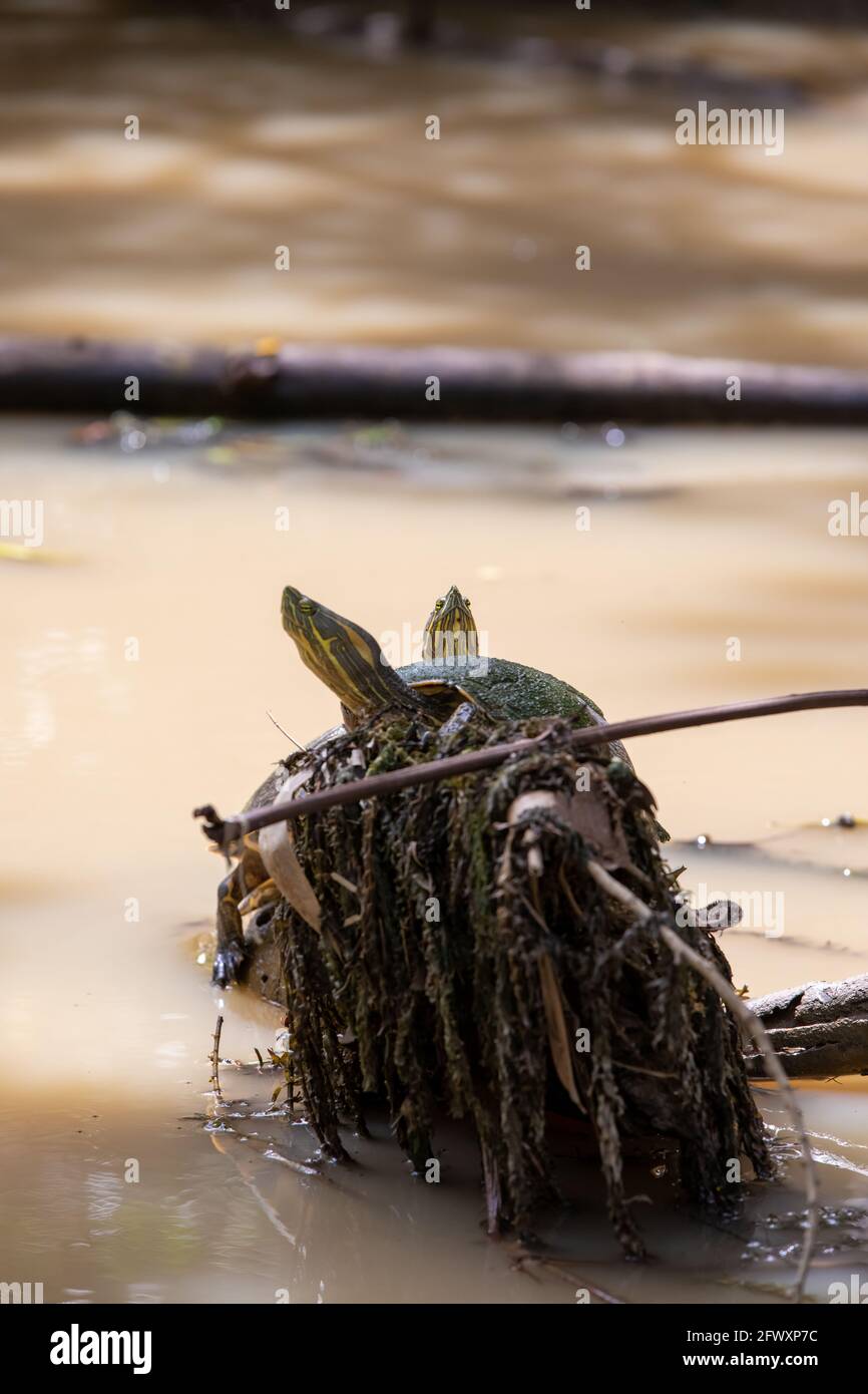Fresh water soft-shell turtles in the mangrove forest of Damas Island ...