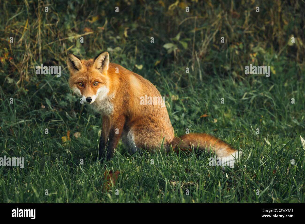 Wild red fox in the forest in the evening. Cute animal in nature ...
