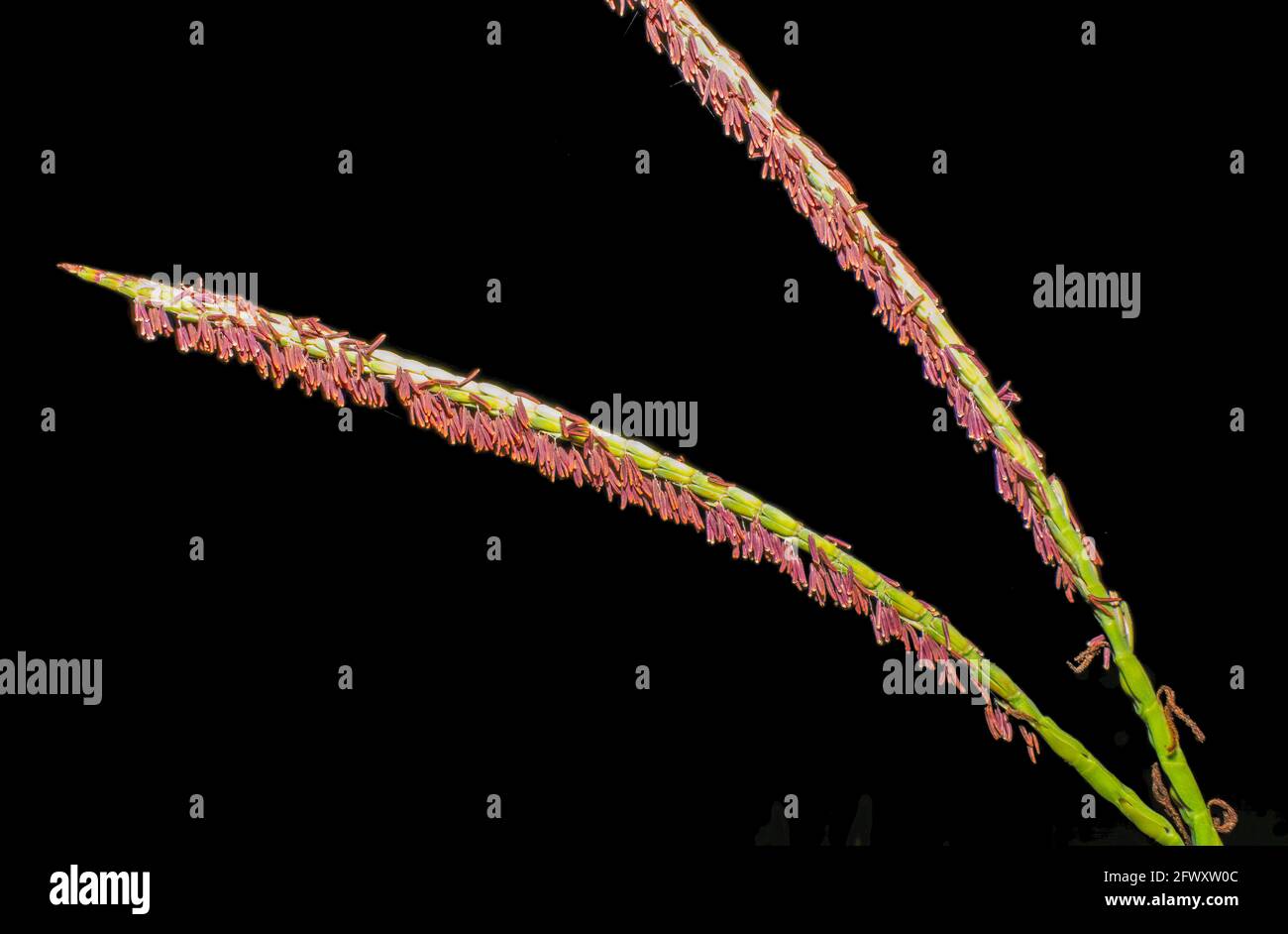 Eastern gamagrass hi-res stock photography and images - Alamy