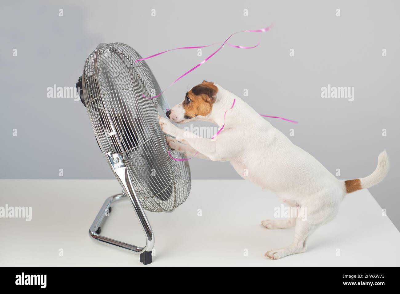 Jack russell terrier dog sits enjoying the cooling breeze from an ...