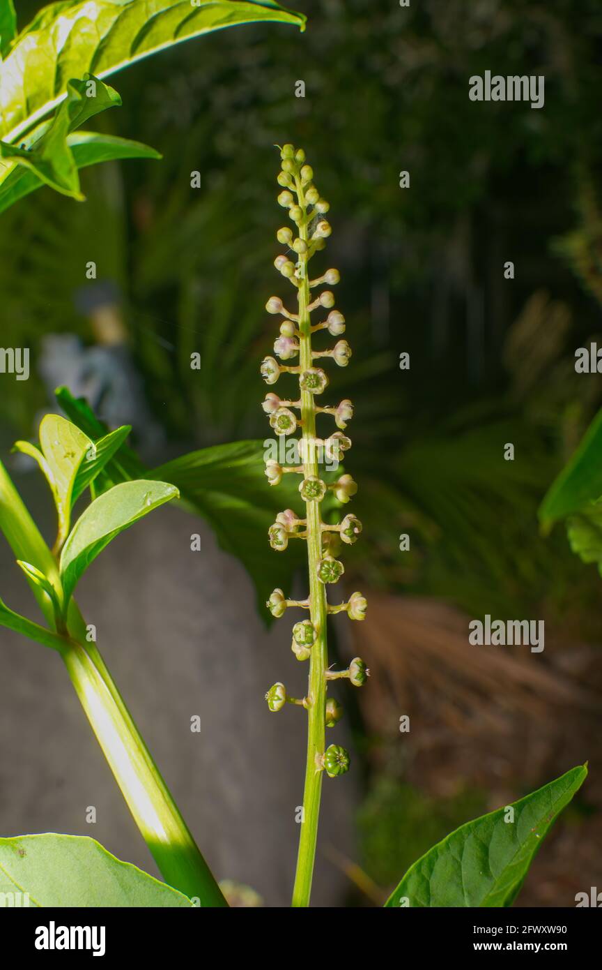 American poke weed hi-res stock photography and images - Alamy