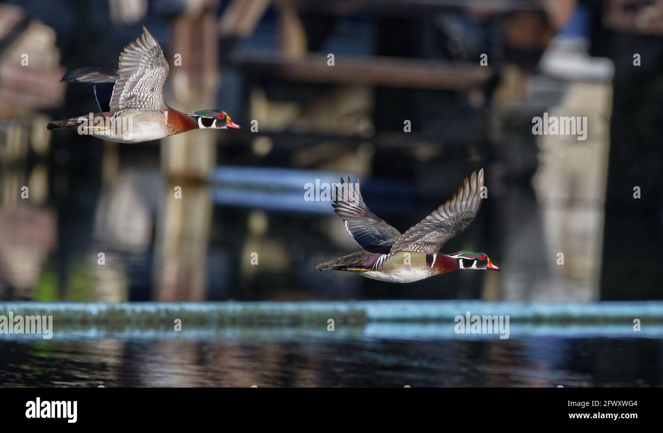 Rainbow duck hi-res stock photography and images - Alamy