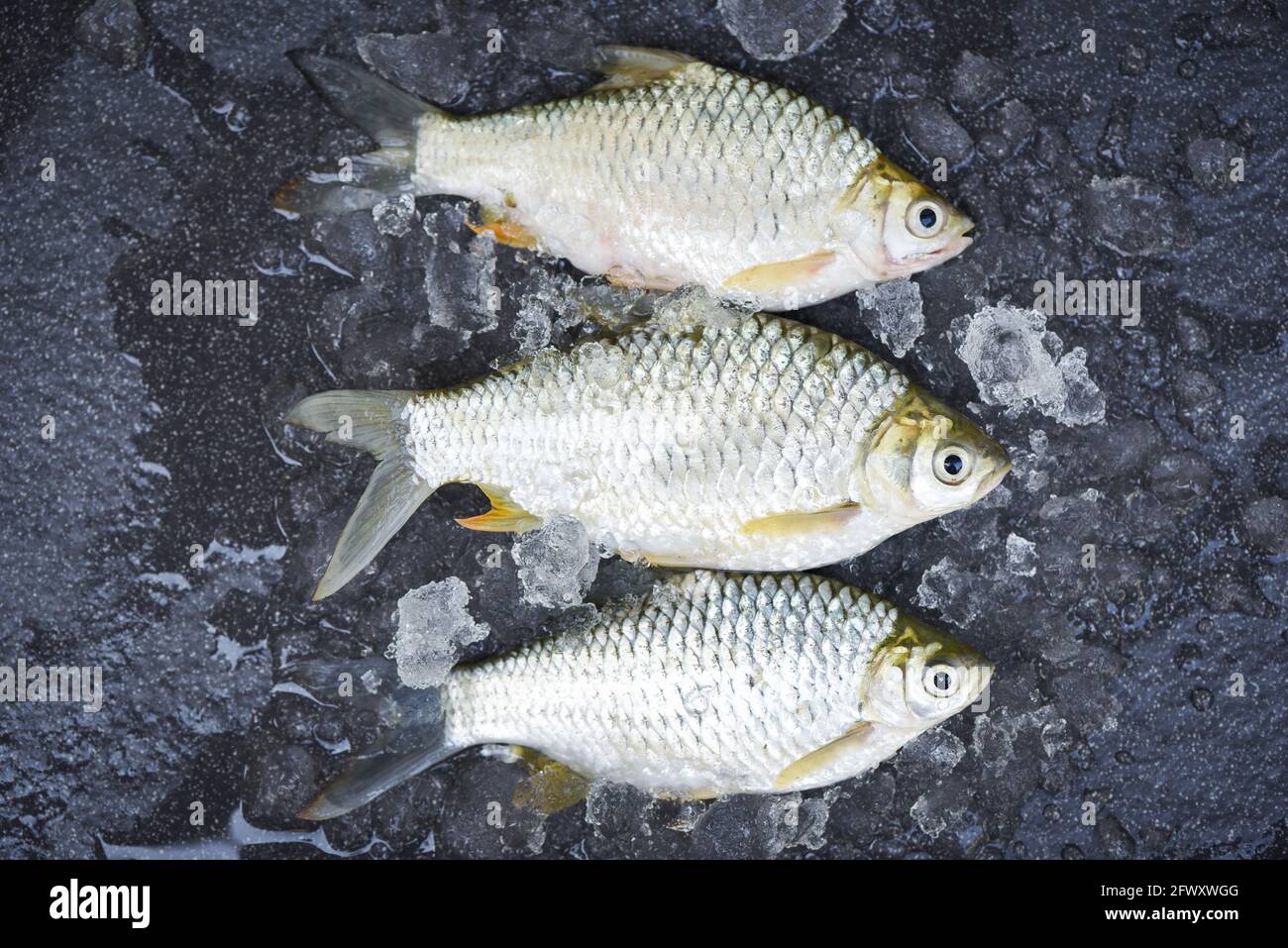 Silver Barb fish on ice, Java Barb Carp Fish on market food on dark ...