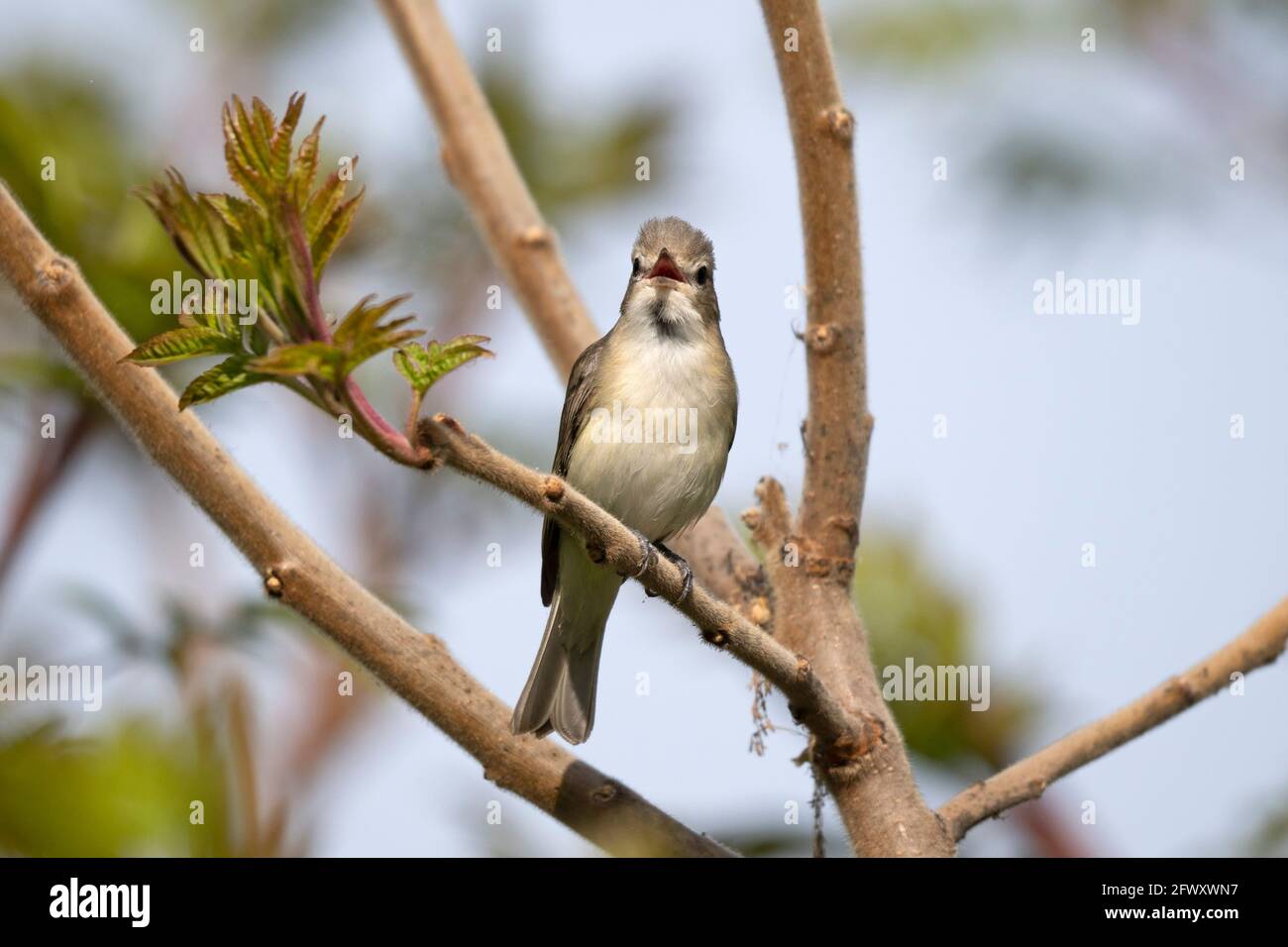 Singing vireo hi-res stock photography and images - Alamy