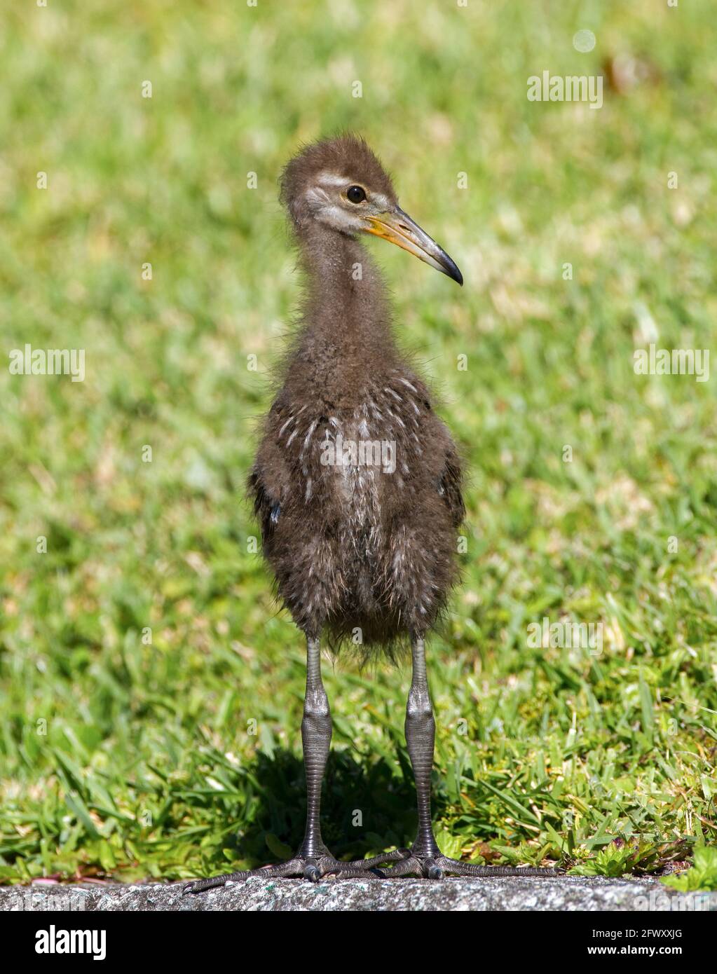 Limpkin standing hi-res stock photography and images - Alamy