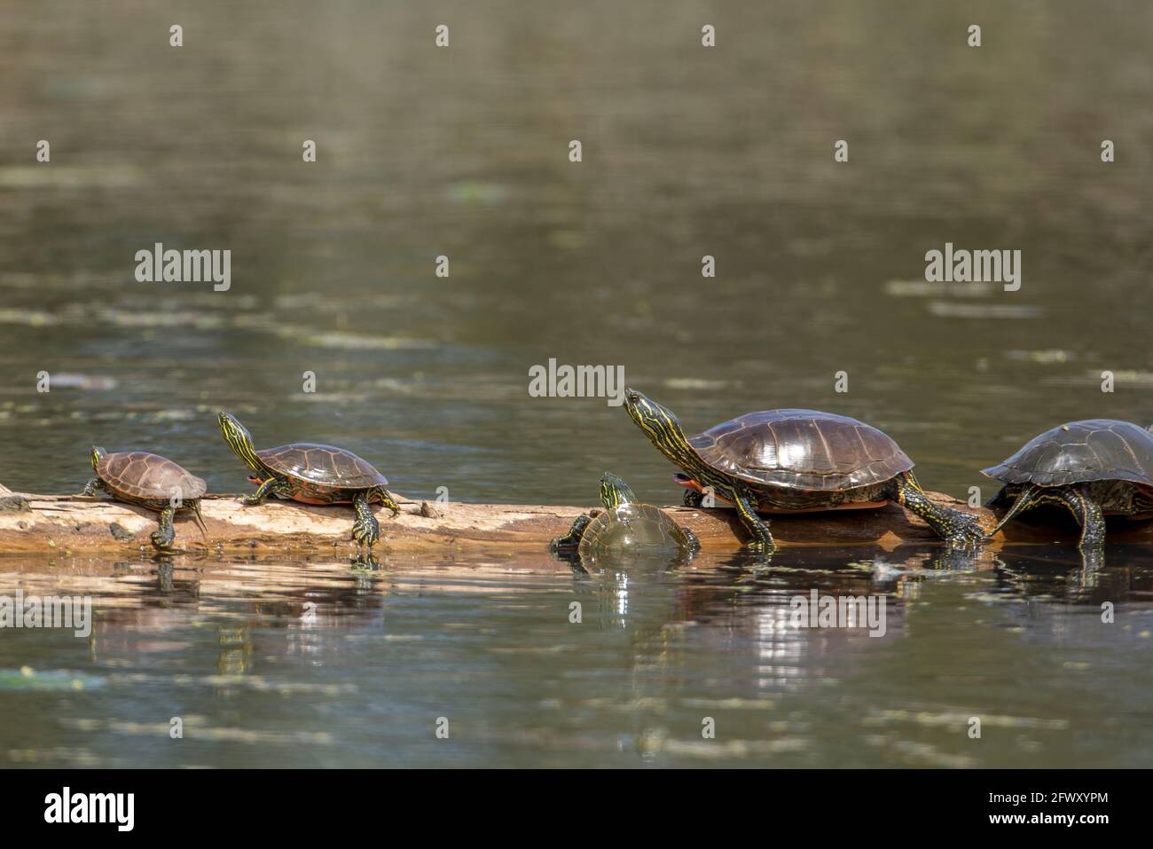 Several painted turtles are basking in the sun on a log at the National ...