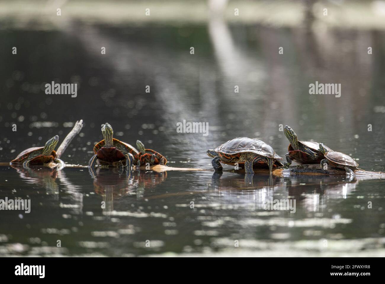 Several painted turtles are basking in the sun on a log at the National ...