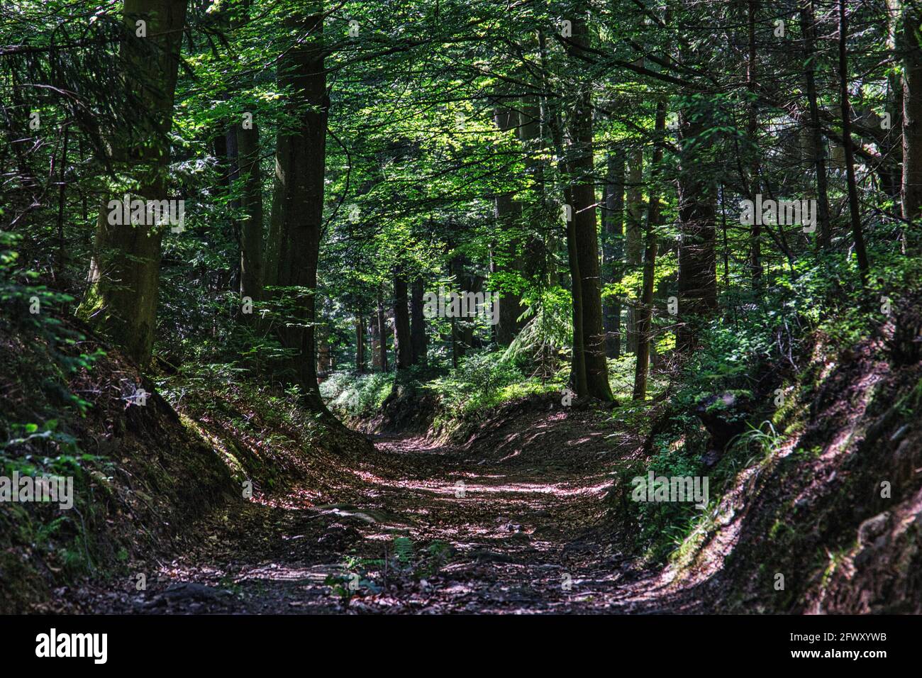Pedestrian path forest hi-res stock photography and images - Alamy