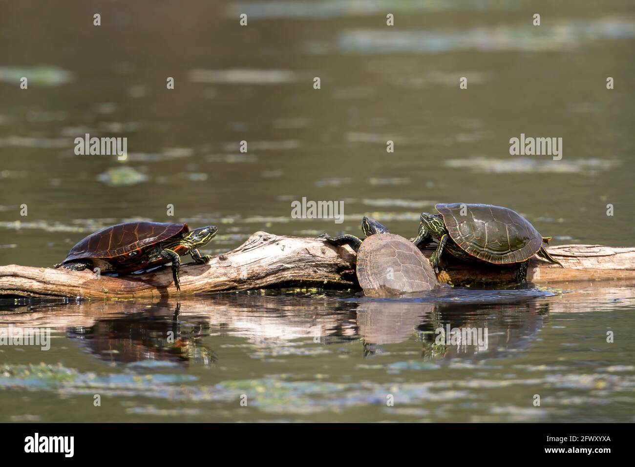 Several painted turtles are basking in the sun on a log at the National ...