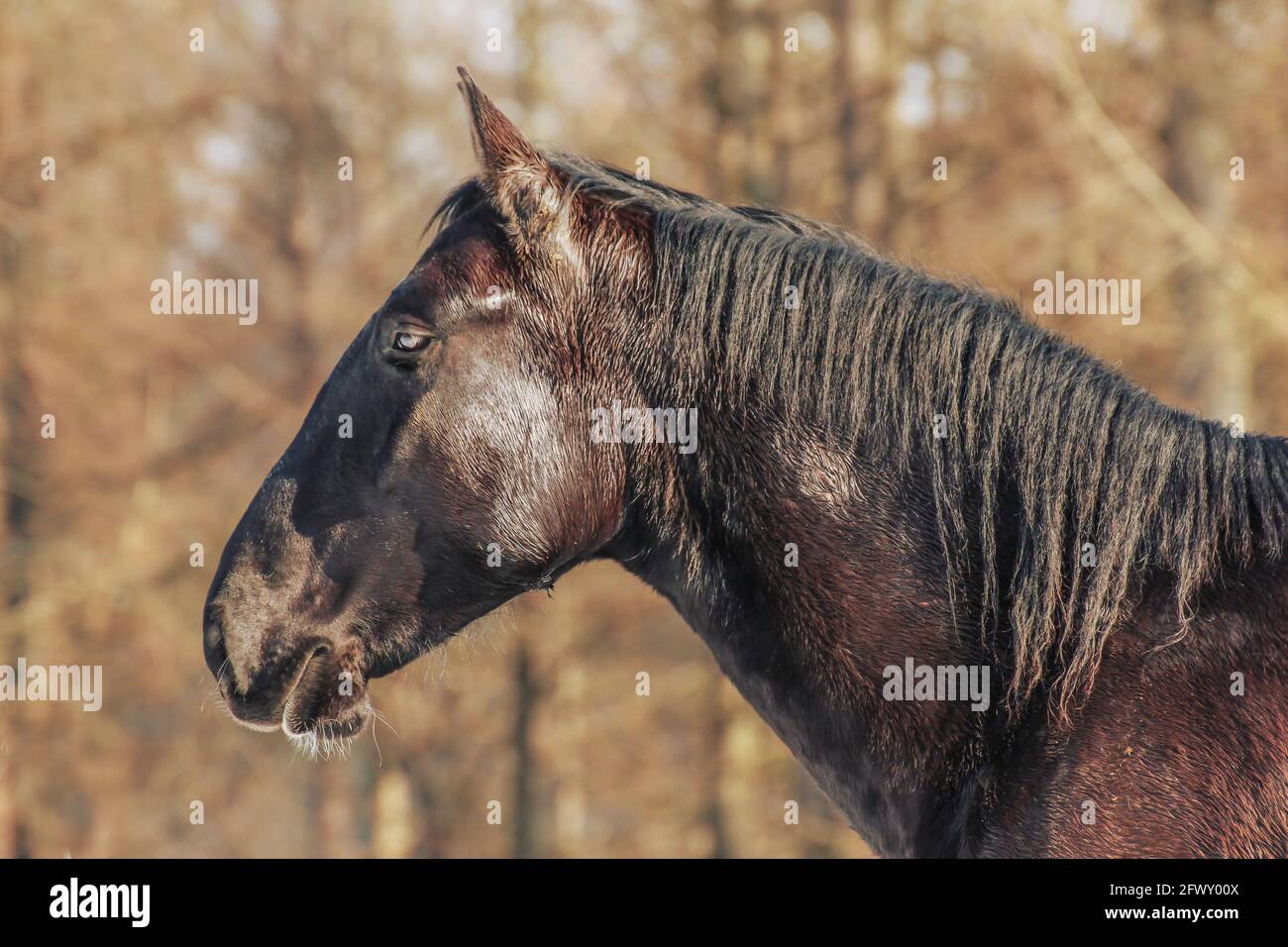 Black male riding horse hi-res stock photography and images - Alamy