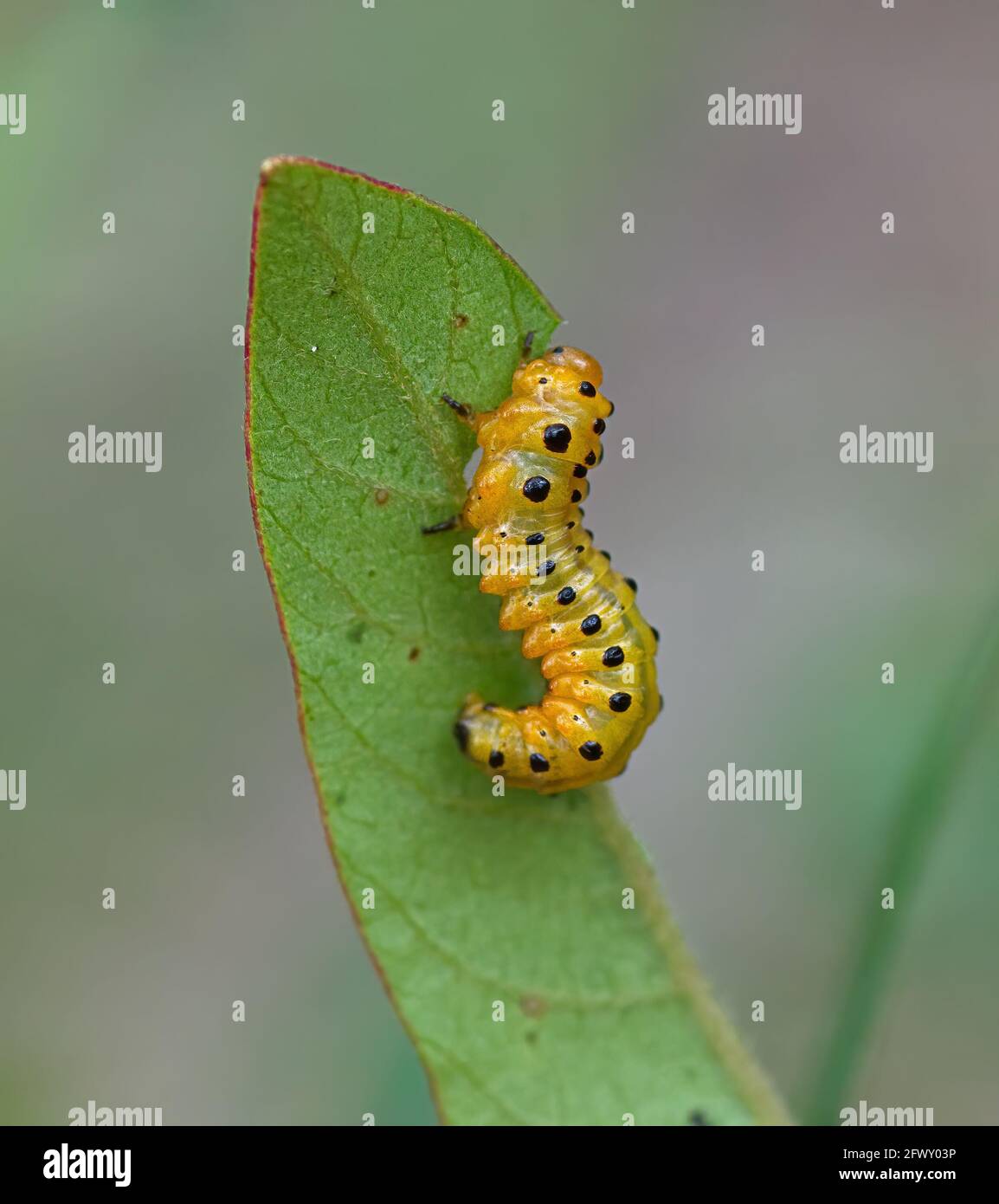 Diptera larva hi-res stock photography and images - Alamy