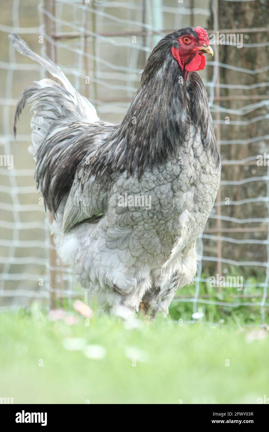 Portrait of a gray brahma cock Stock Photo - Alamy