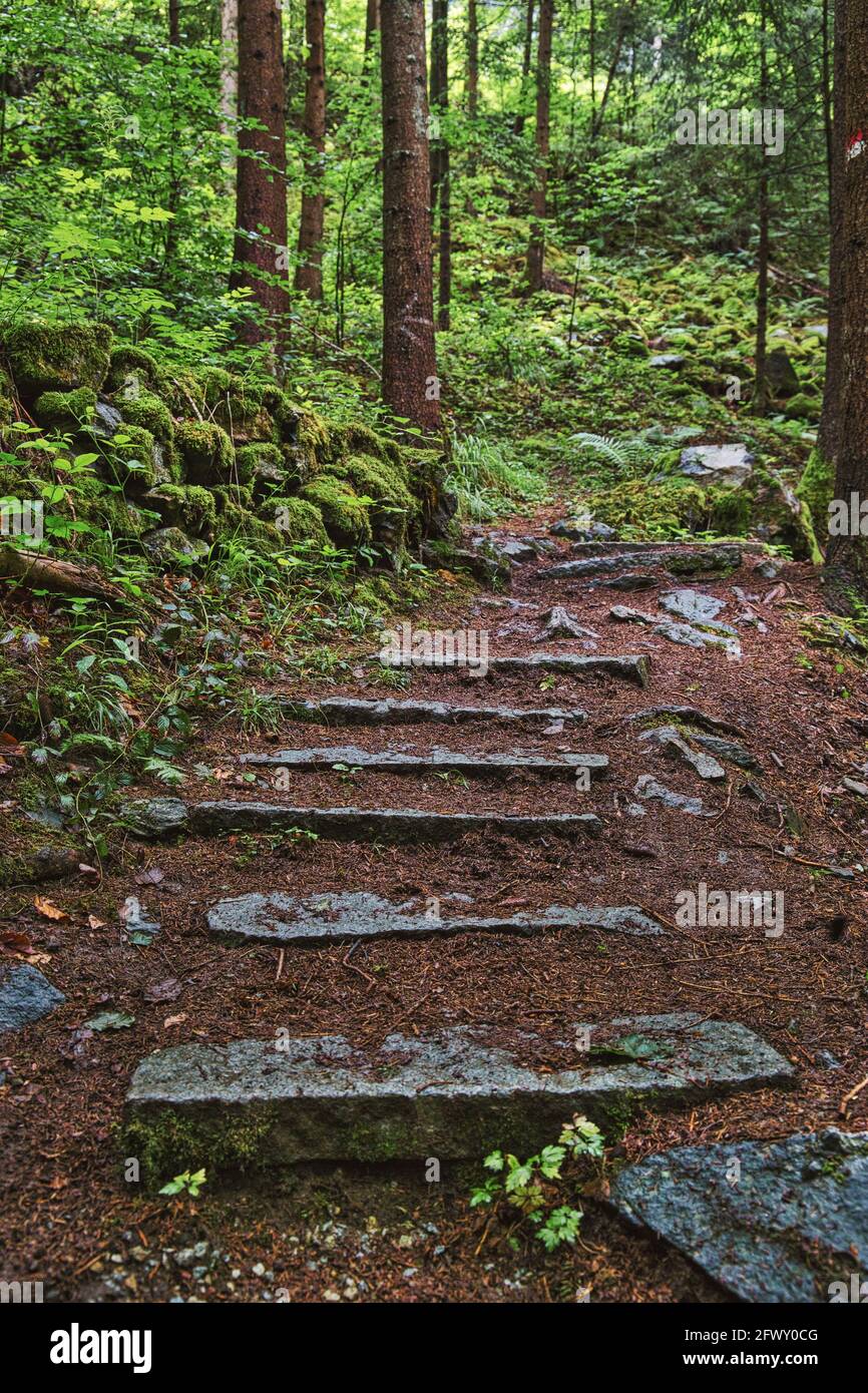 Stone stairs in forest hi-res stock photography and images - Alamy