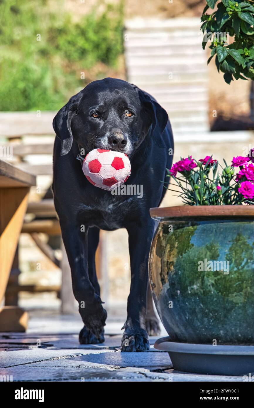 An elderly black labrador retriever retrieves a ball Stock Photo - Alamy
