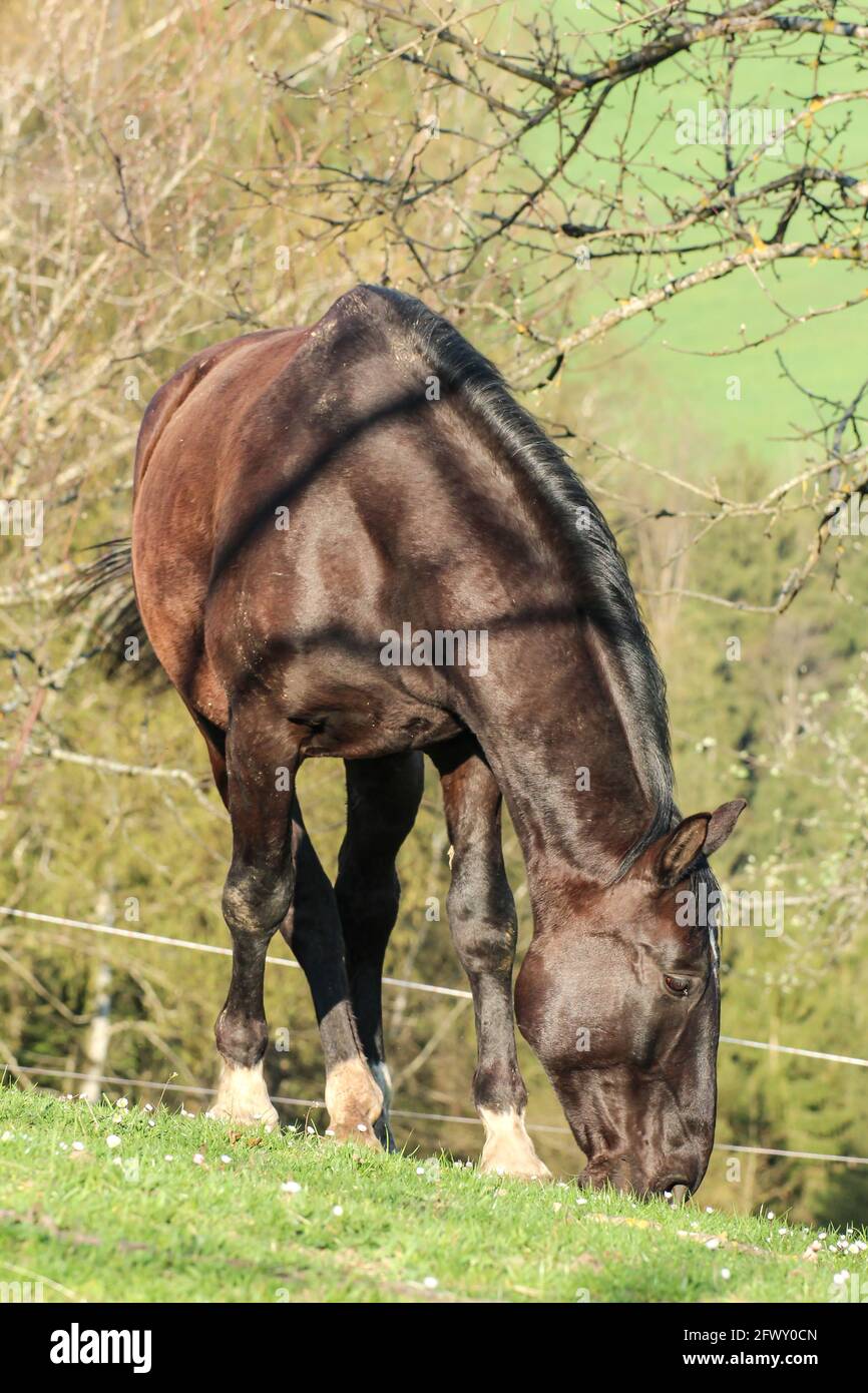 Nonius horses hi-res stock photography and images - Alamy