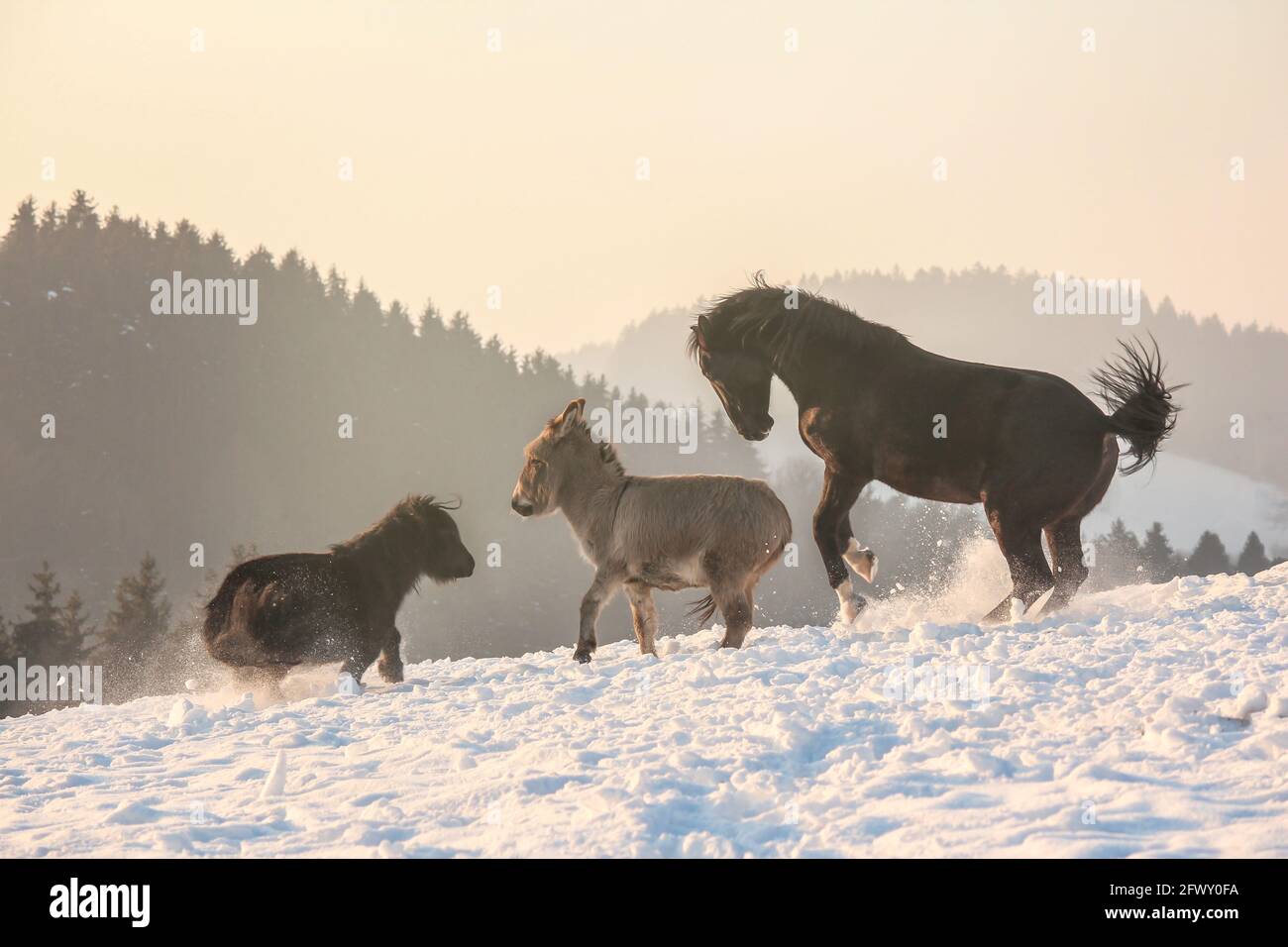 A shetland pony, a donkey and a nonius warmblood horse are playing ...