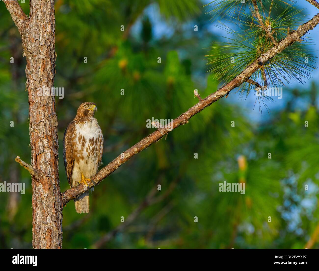 Long tailed hawk hi-res stock photography and images - Alamy