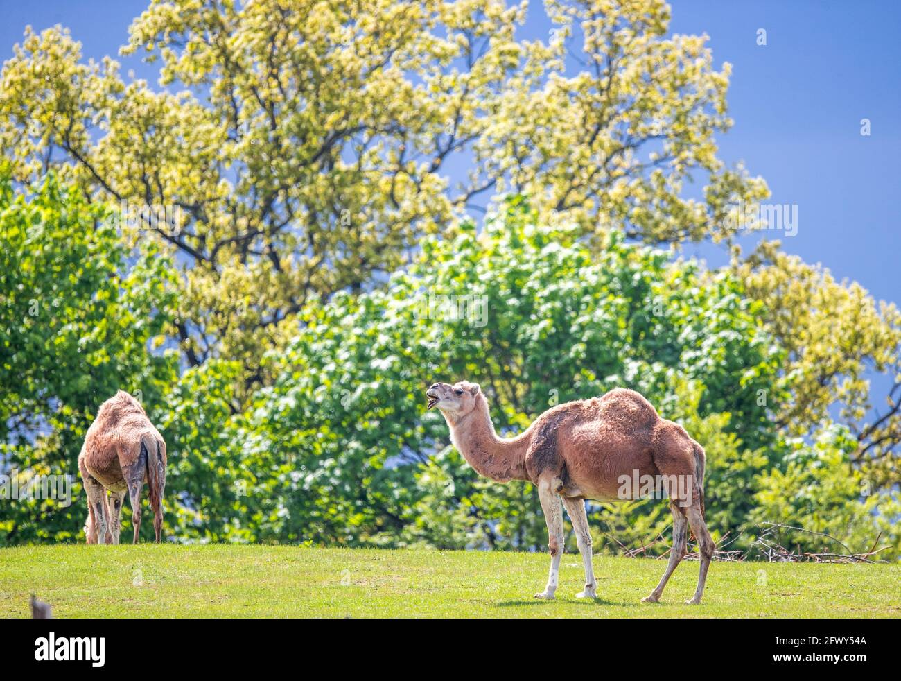 Animals in distress hi-res stock photography and images - Alamy