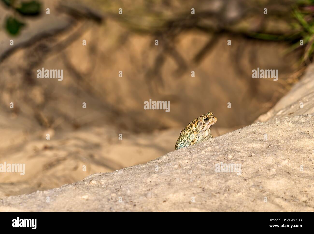 Wart toad skin hi-res stock photography and images - Alamy