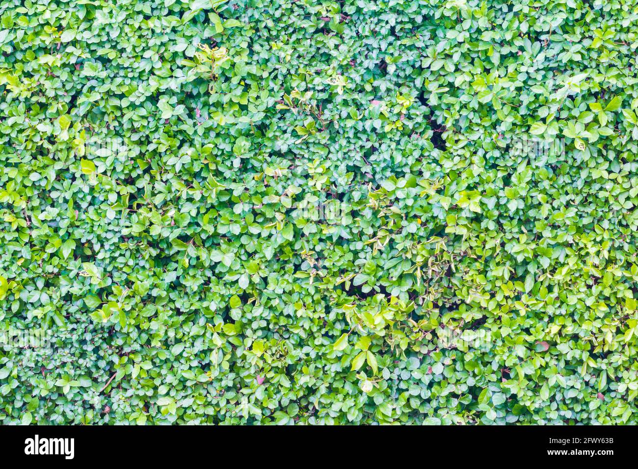 Green trees background/nature Stock Photo - Alamy