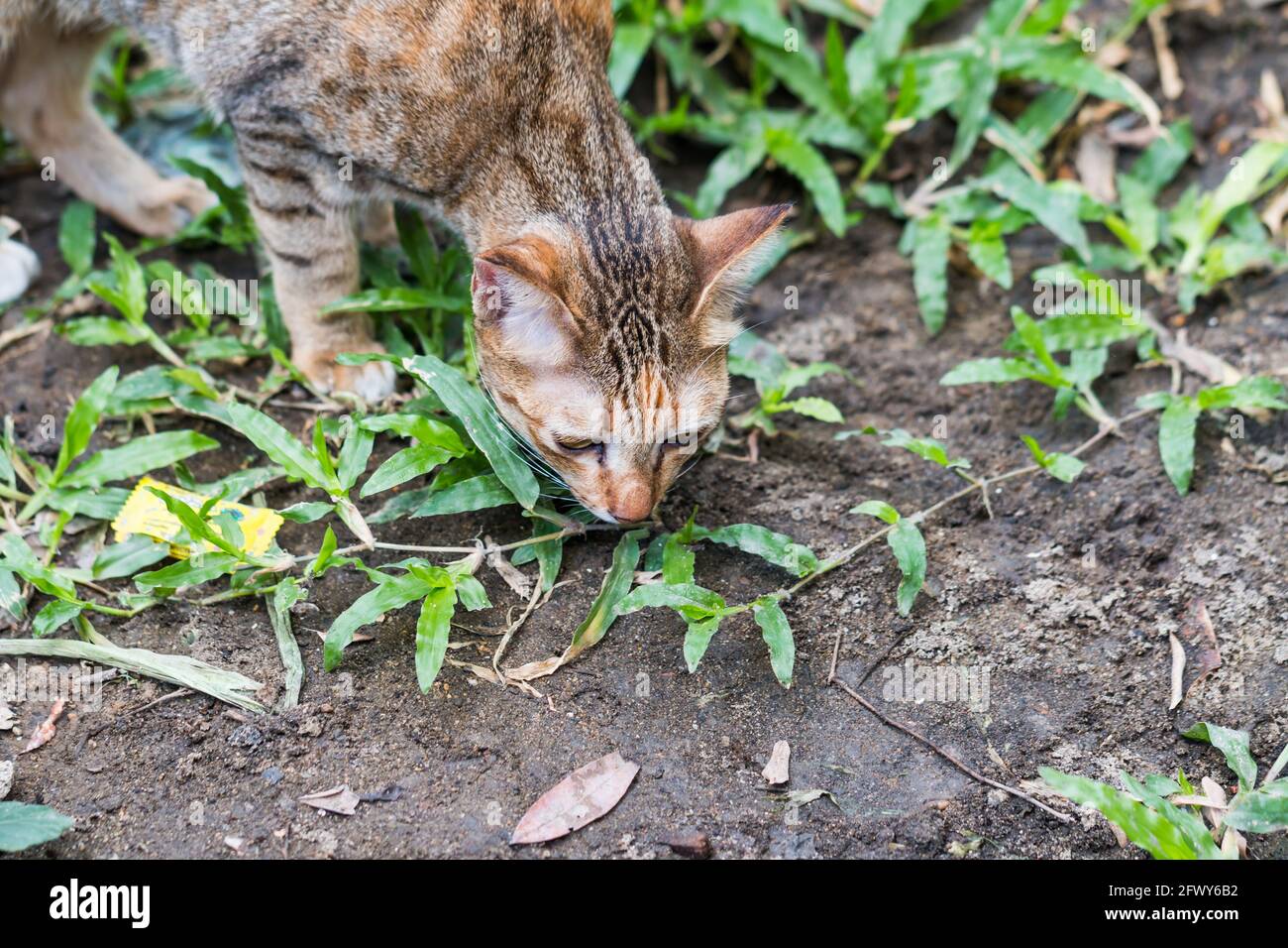 Cat see and catching a mouse on green grass Stock Photo - Alamy