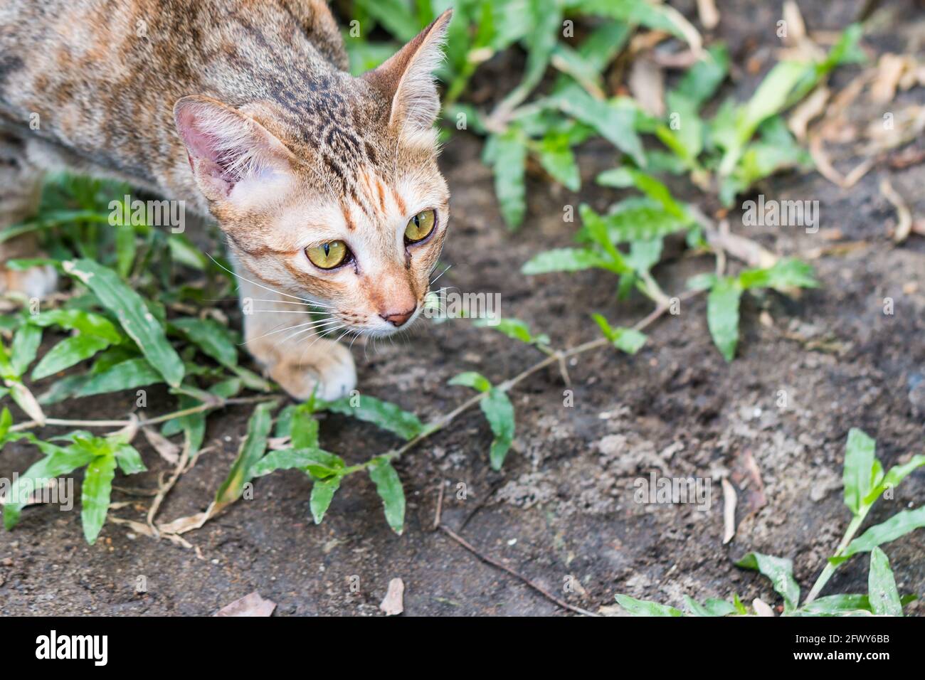 Cat see and catching a mouse on green grass Stock Photo - Alamy