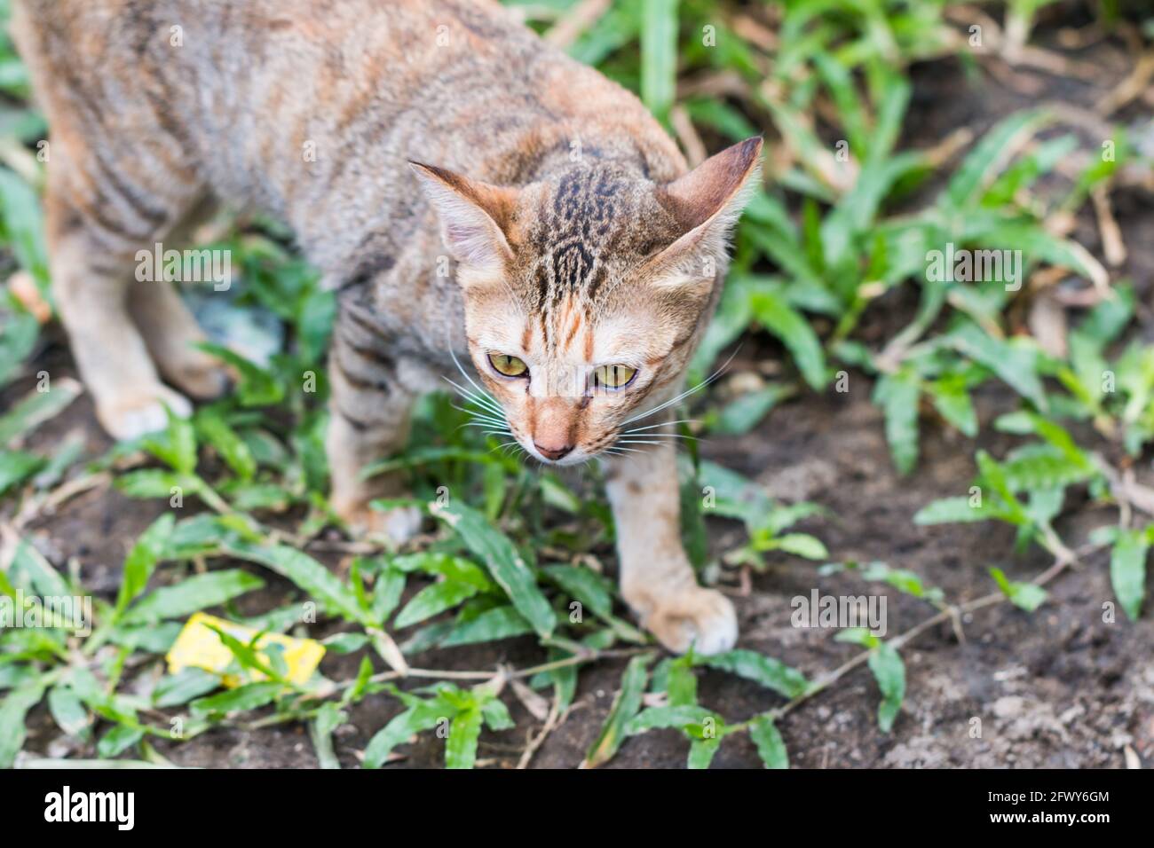 Cat see and catching a mouse on green grass Stock Photo - Alamy