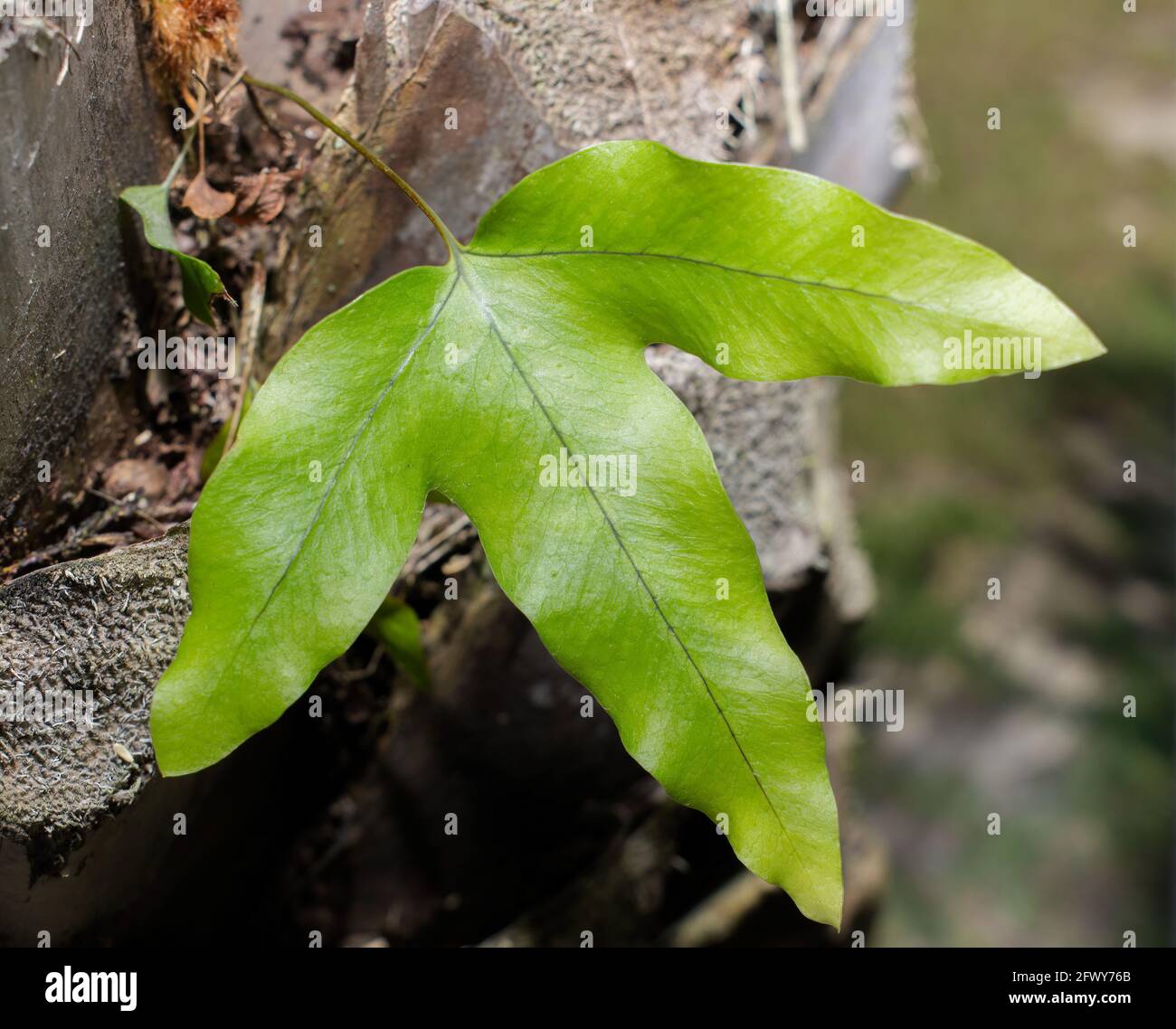 Palm fern phlebodium aureum hi-res stock photography and images - Alamy
