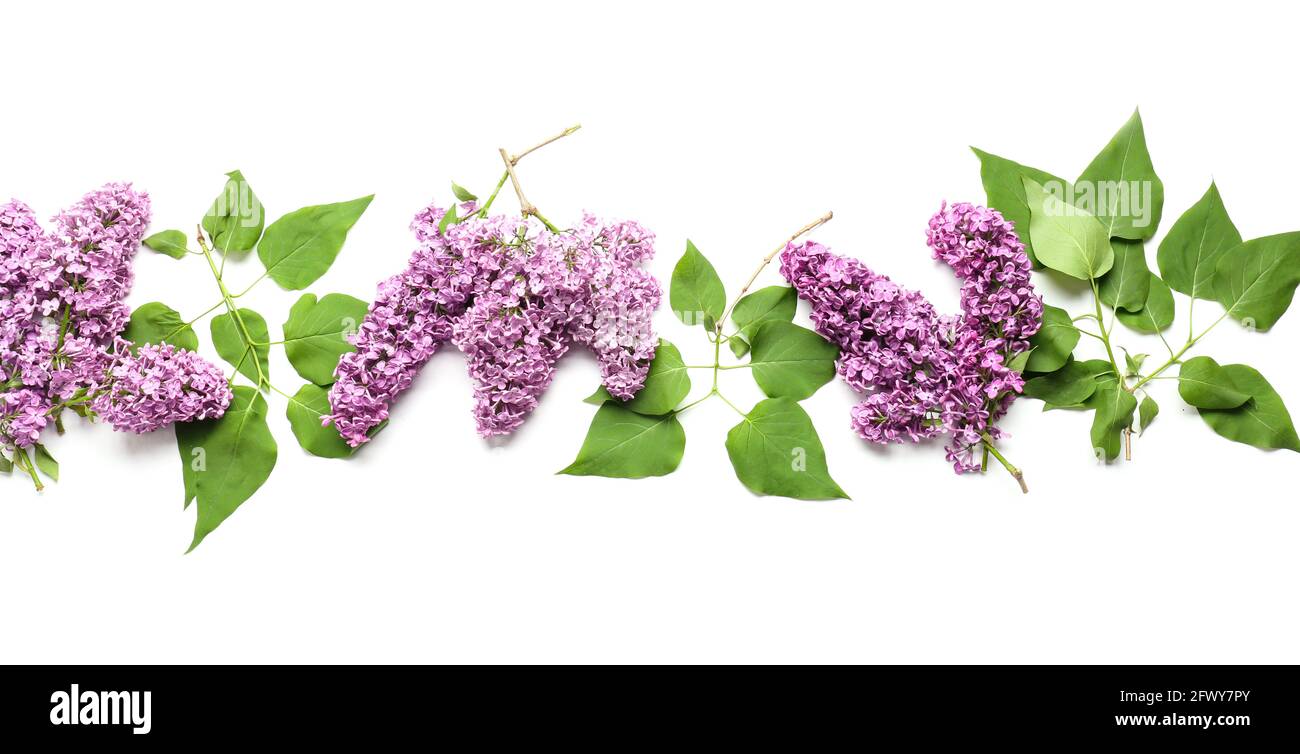 Beautiful lilac flowers on white background Stock Photo - Alamy
