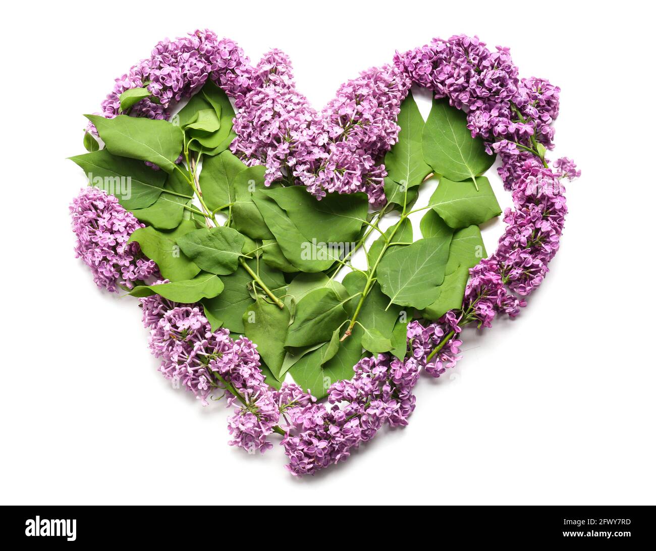 Heart made of beautiful lilac flowers on white background Stock Photo ...